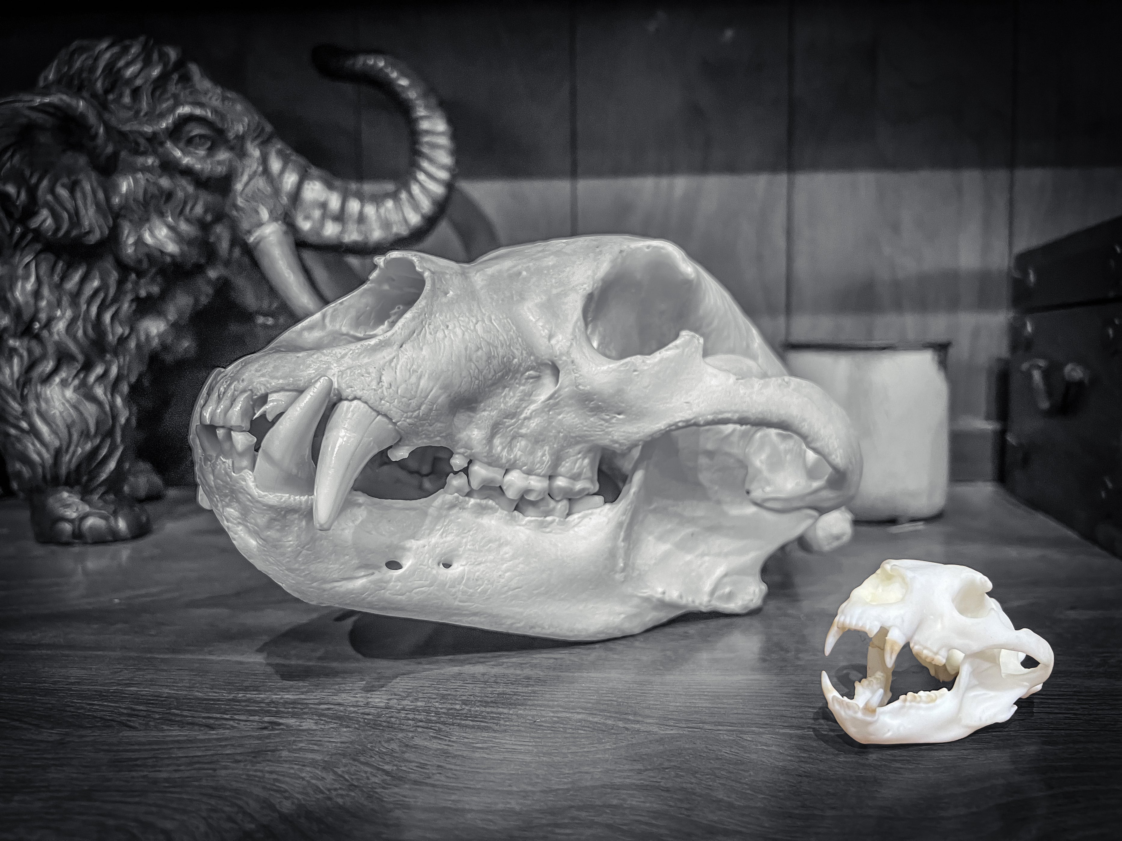 SKULLIES - Miniature American Black Bear Skull For Sale — Skulls ...
