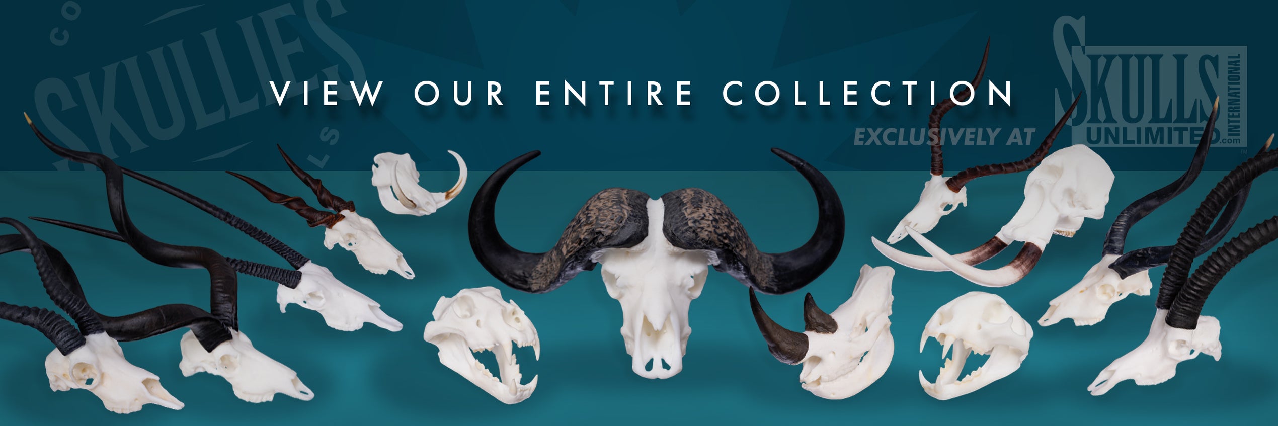 Skullies - Miniature Replica Skulls — Skulls Unlimited International, Inc.