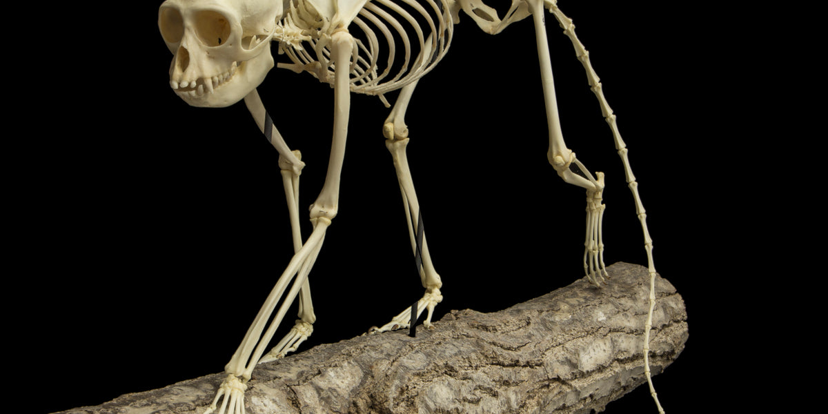 Real Greater Spot-nosed Monkey Articulated Skeleton For Sale — Skulls ...