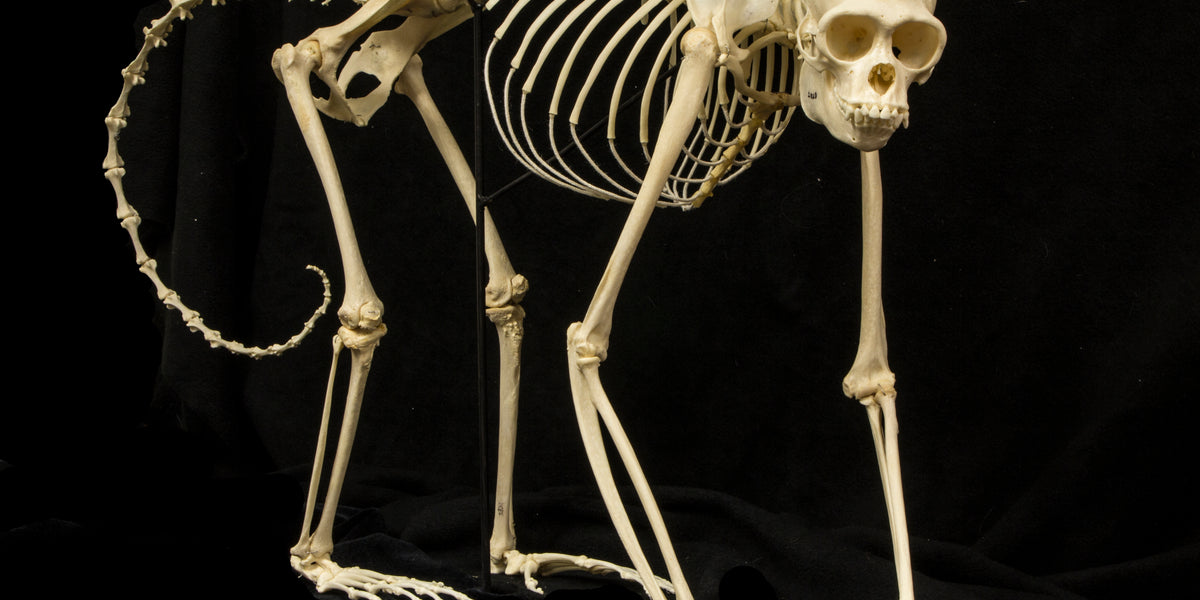 Real Woolly Monkey Articulated Skeleton For Sale — Skulls Unlimited ...