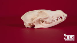 Real Red Fox Skull For Sale — Skulls Unlimited International, Inc.