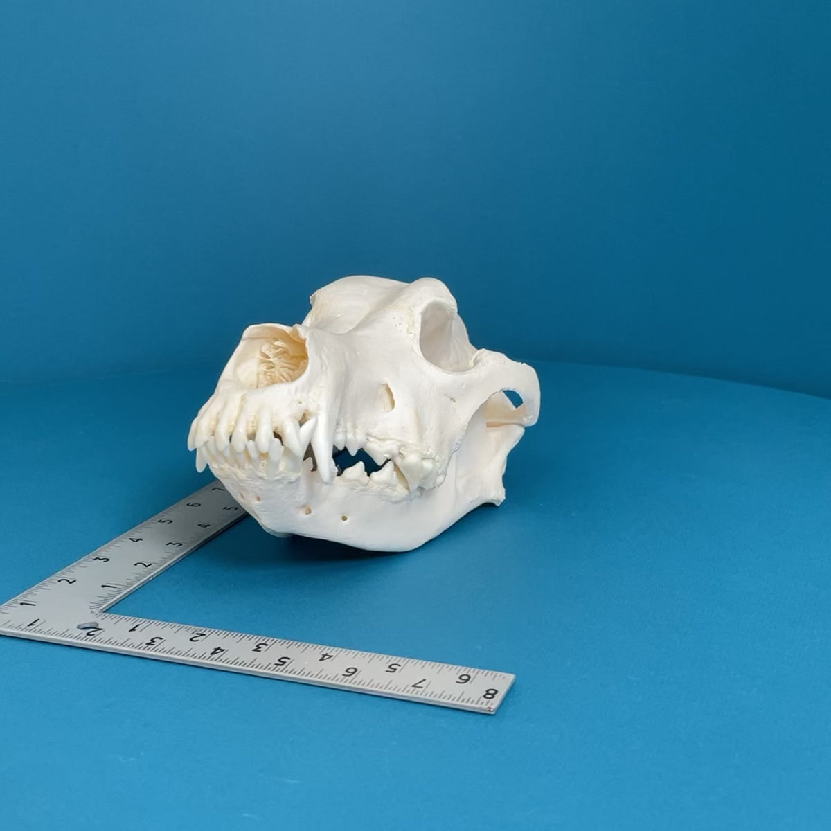 Real Great Dane Skull For Sale — Skulls Unlimited International, Inc.