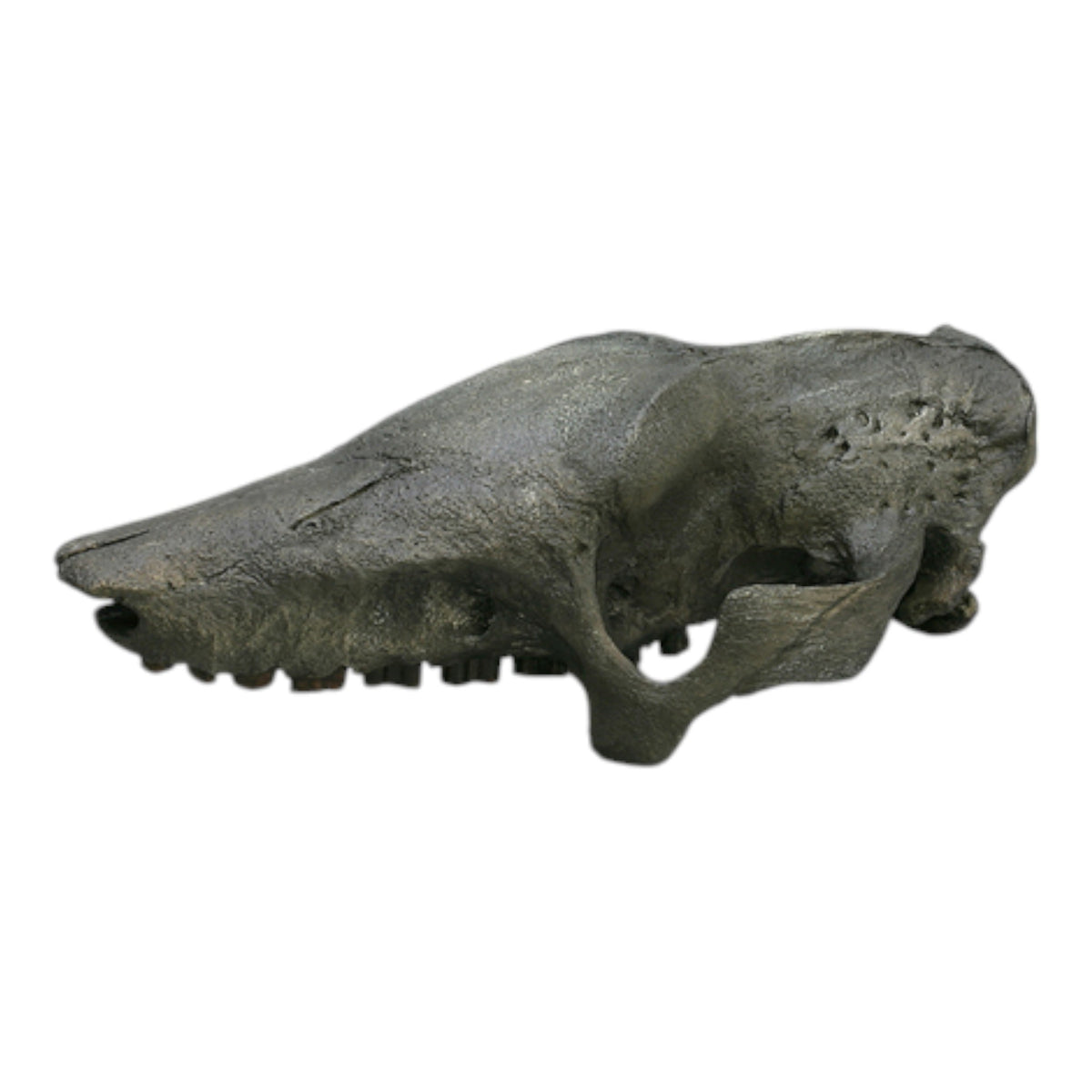 Replica Giant Fossil Armadillo Skull For Sale — Skulls Unlimited ...