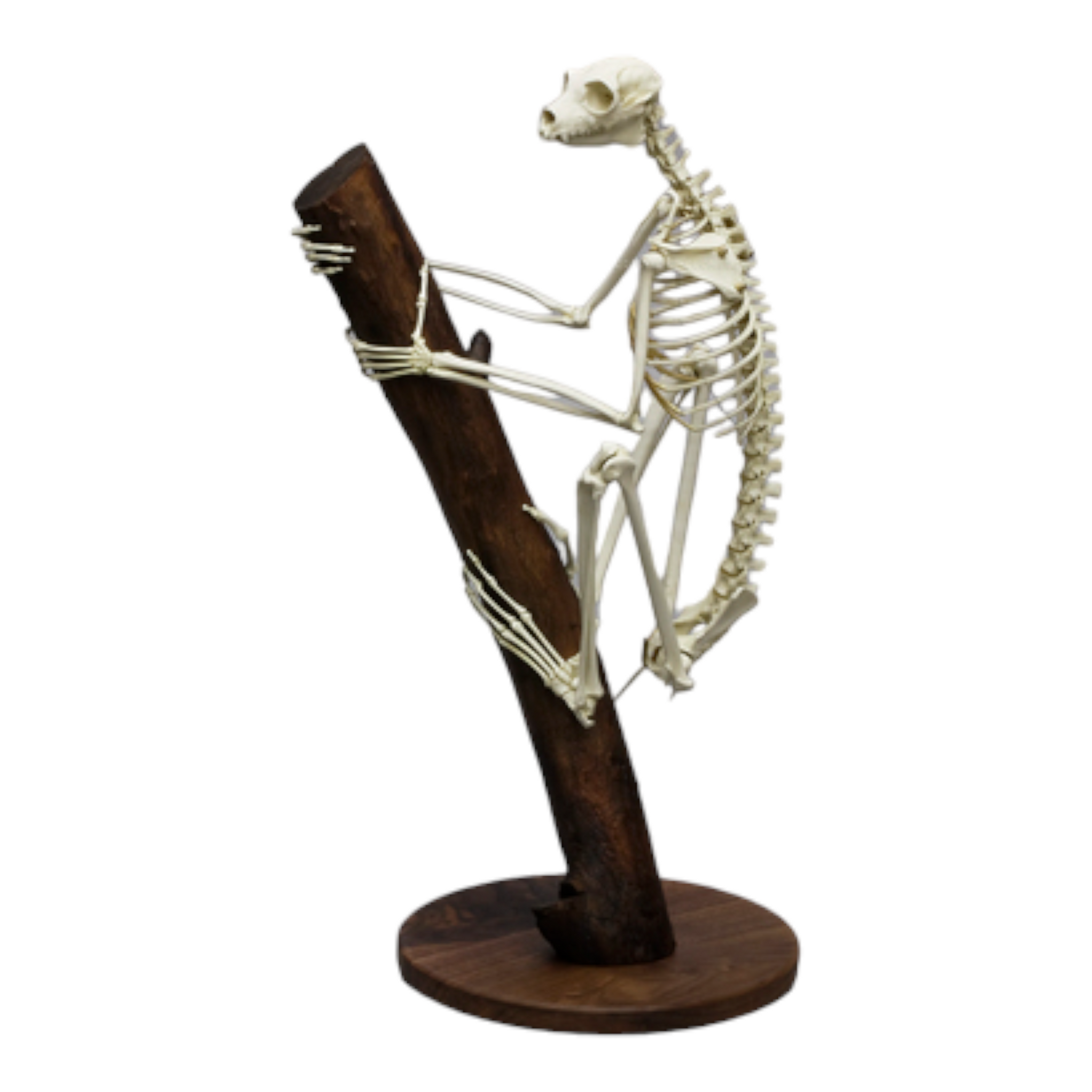 Replica Indri Lemur Skeleton For Sale — Skulls Unlimited International ...