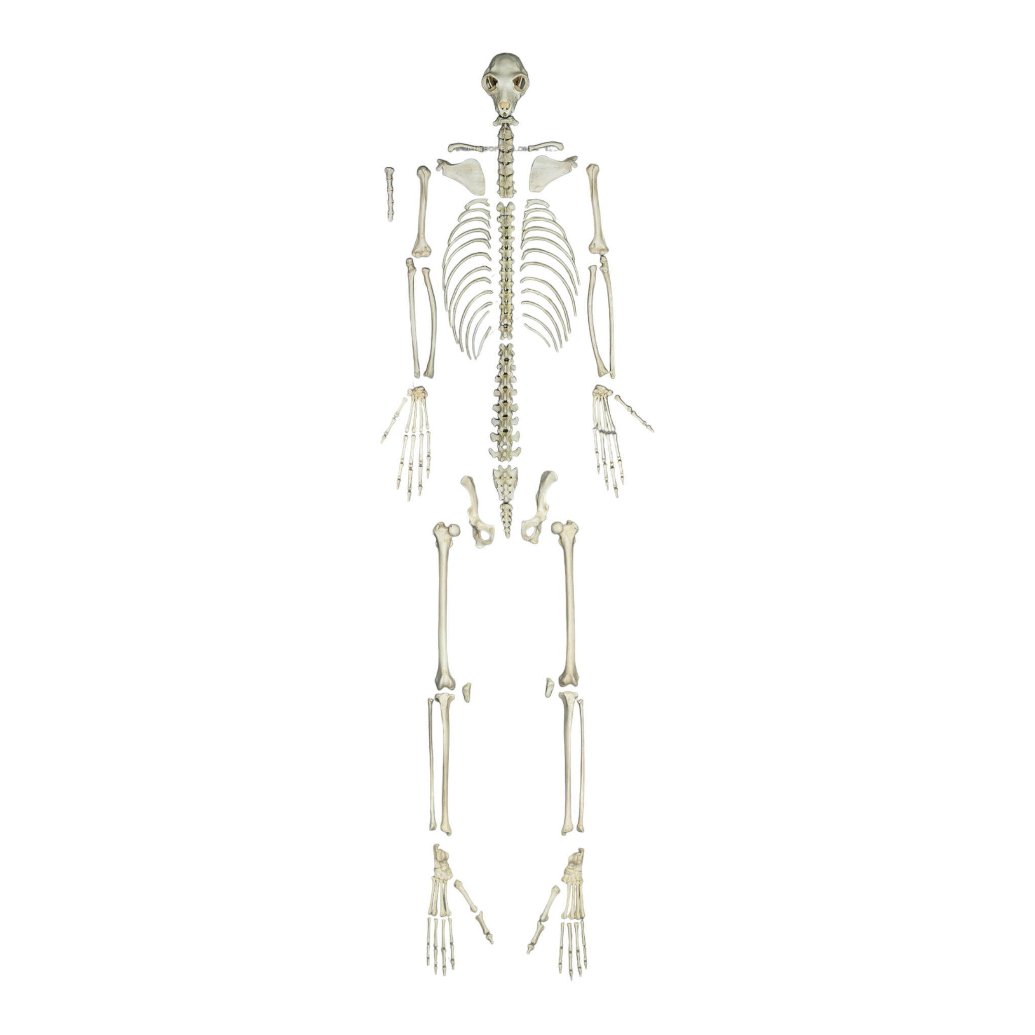 Replica Indri Lemur Skeleton For Sale — Skulls Unlimited International ...