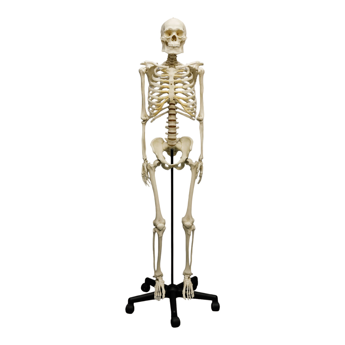 Replica Human Male Asian Robust Skeleton For Sale — Skulls Unlimited ...