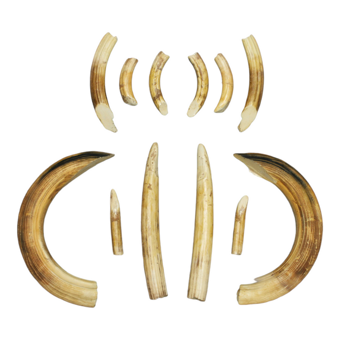 Replica Hippopotamus Teeth - Full Set of 12 — Skulls Unlimited ...