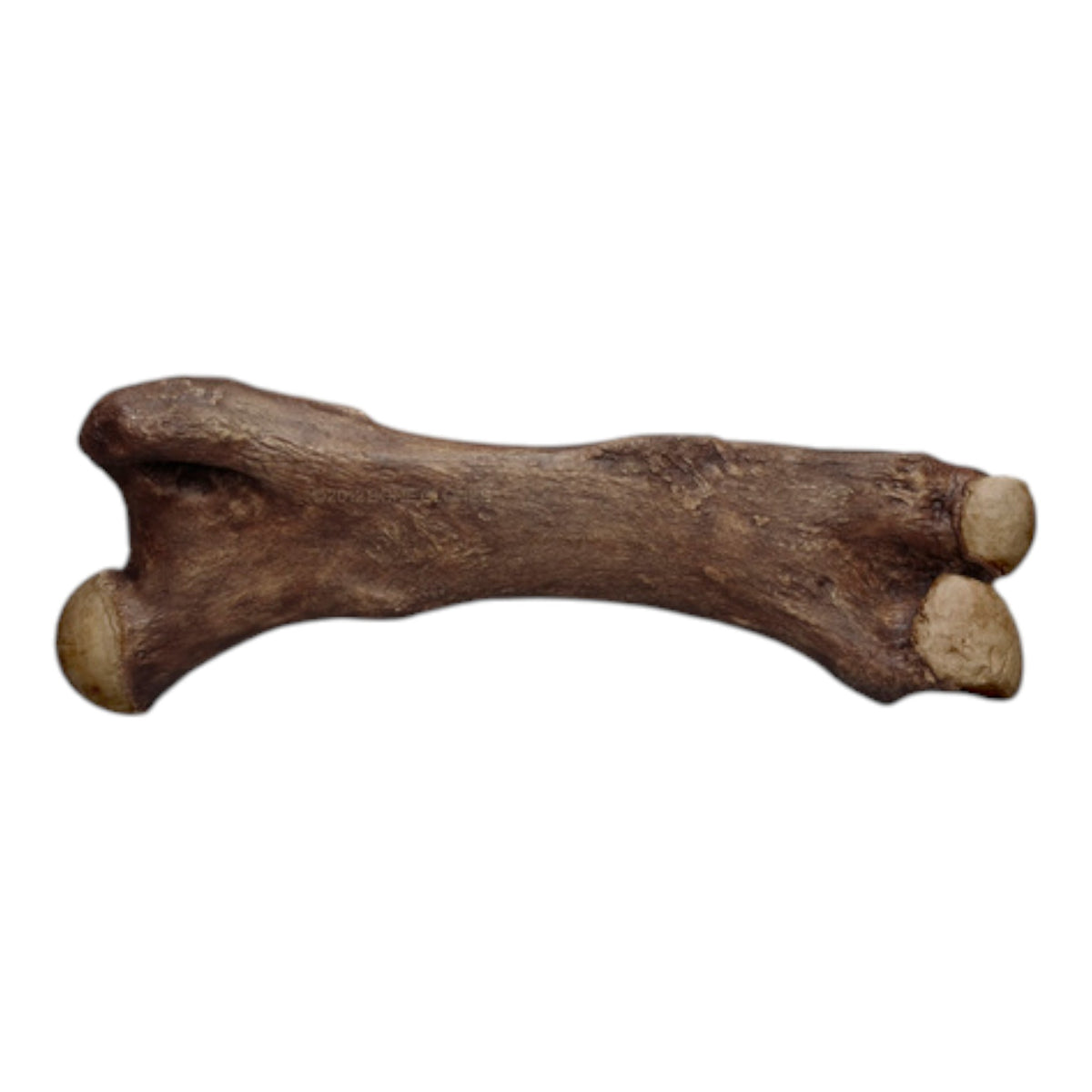 Replica Mastodon Femur For Sale — Skulls Unlimited International, Inc.