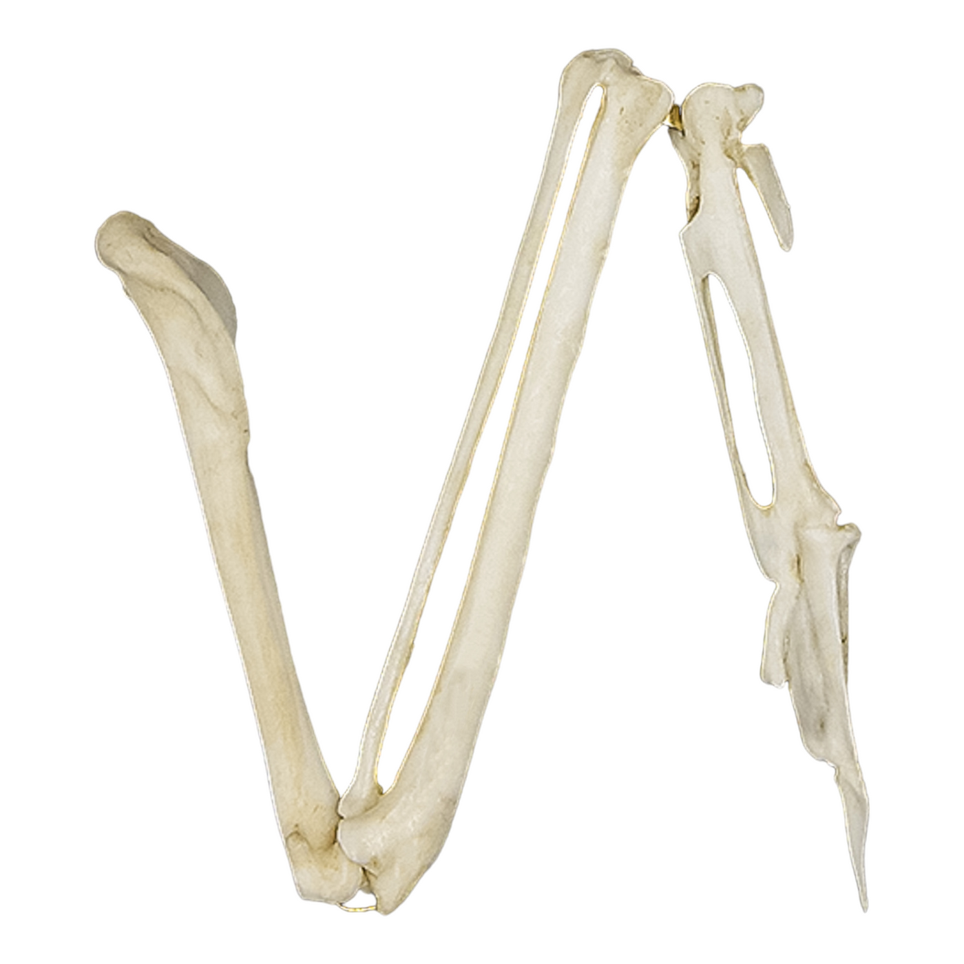 Replica Common Raven Wing - Articulated (No Feathers) — Skulls ...