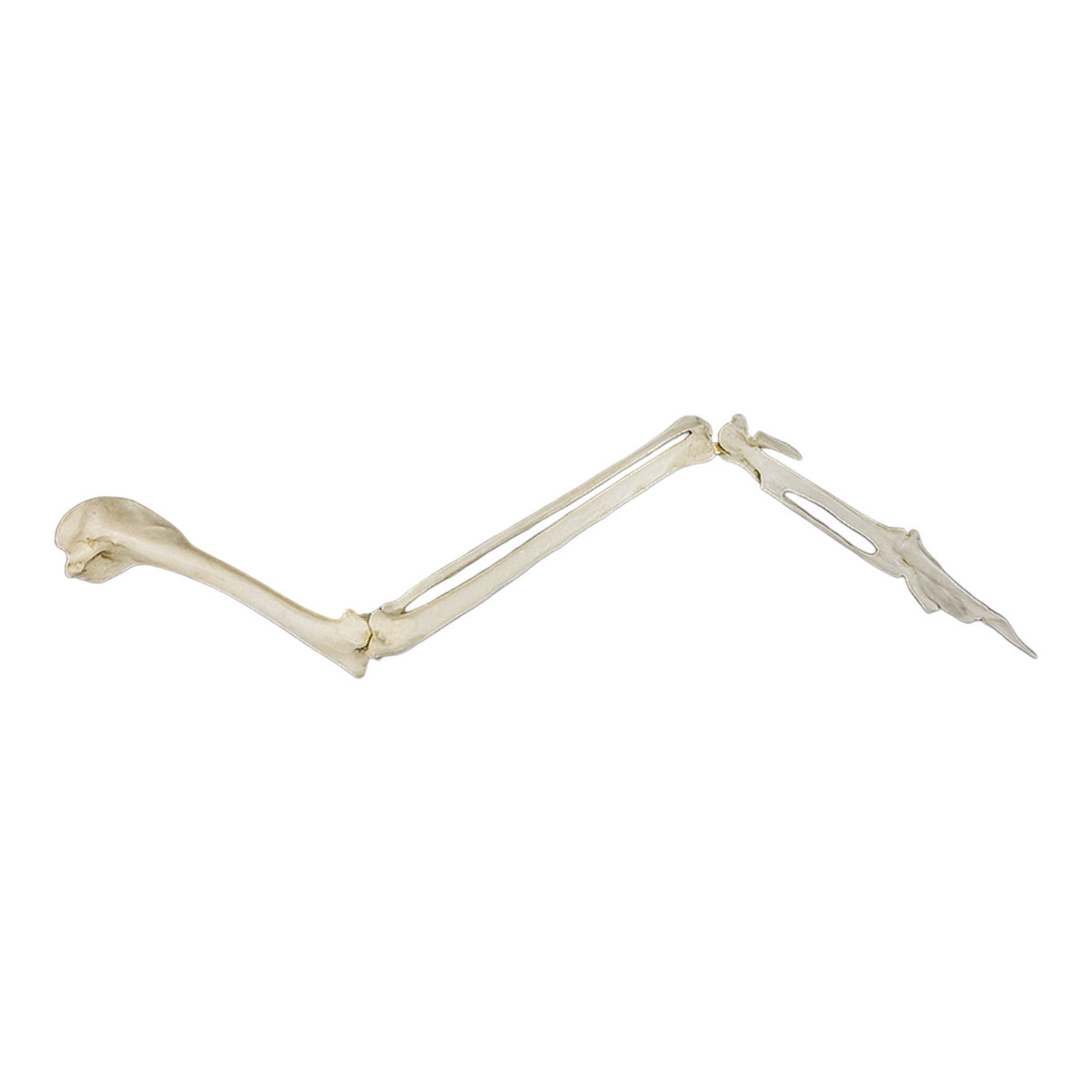 Replica Common Raven Wing - Articulated (No Feathers) — Skulls ...