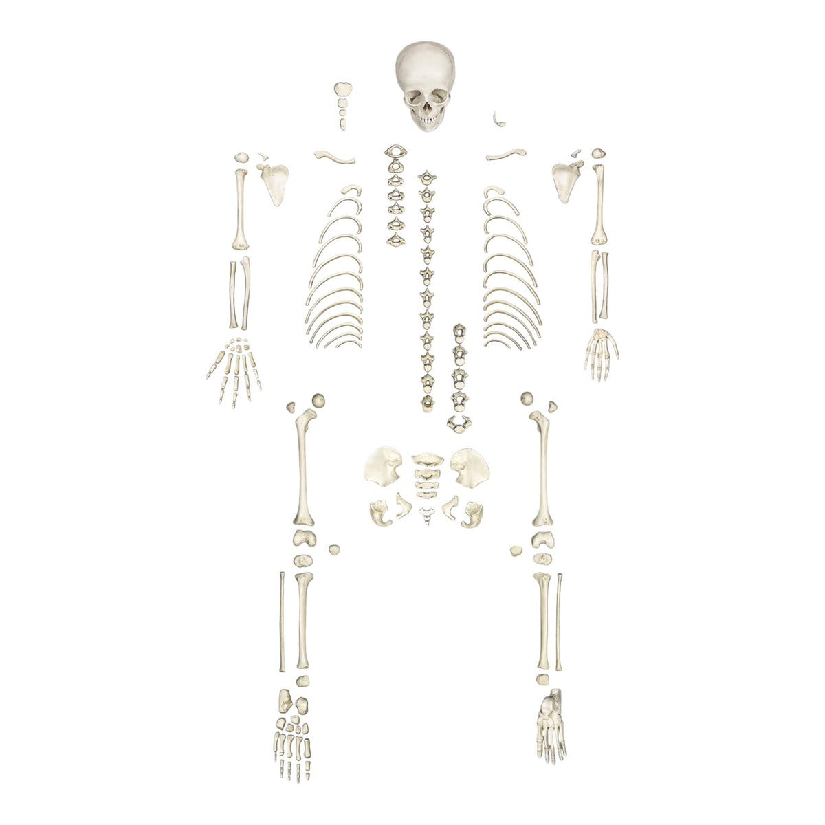 Replica 6-year-old Human Child Skeleton For Sale — Skulls Unlimited ...