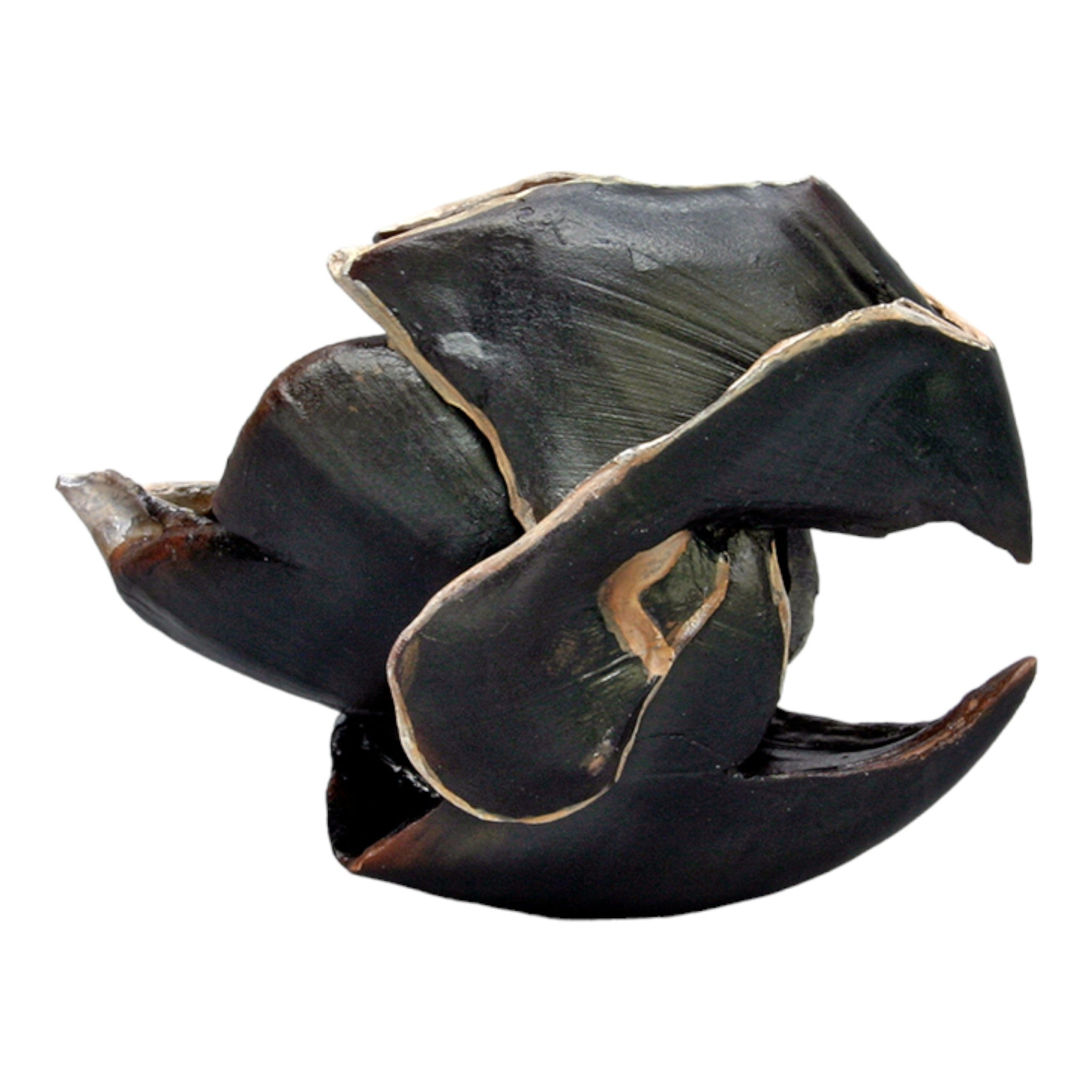 Replica Giant Squid Beak — Skulls Unlimited International, Inc.