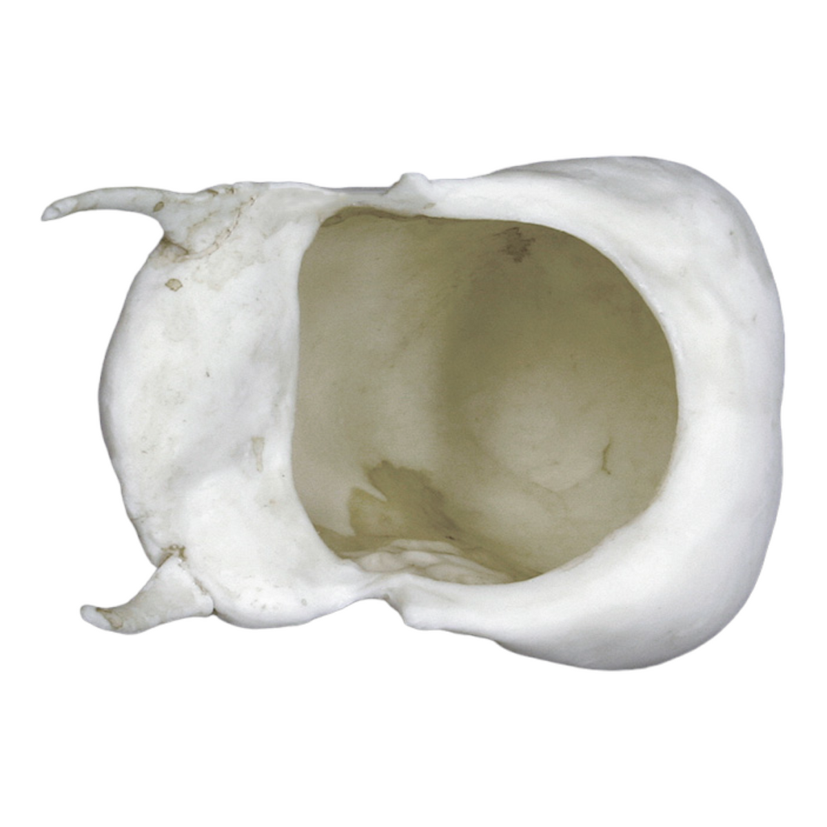 Replica Howler Monkey Hyoid For Sale — Skulls Unlimited International, Inc.