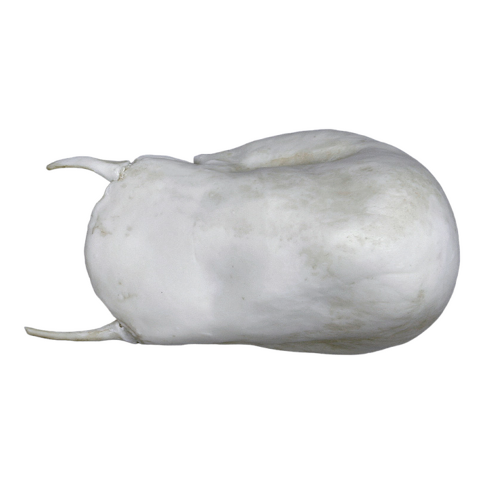 Replica Howler Monkey Hyoid For Sale — Skulls Unlimited International, Inc.