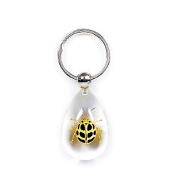 Real Spotted Leaf Beetle Keychain For Sale — Skulls Unlimited ...