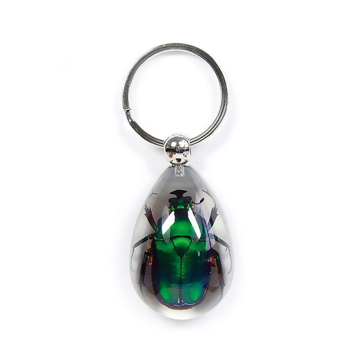 Real Acrylic Chafer Beetle Keychain - Teardrop — Skulls Unlimited ...