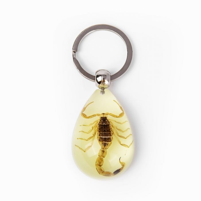 Real Golden Scorpion in Acrylic Keychain — Skulls Unlimited ...