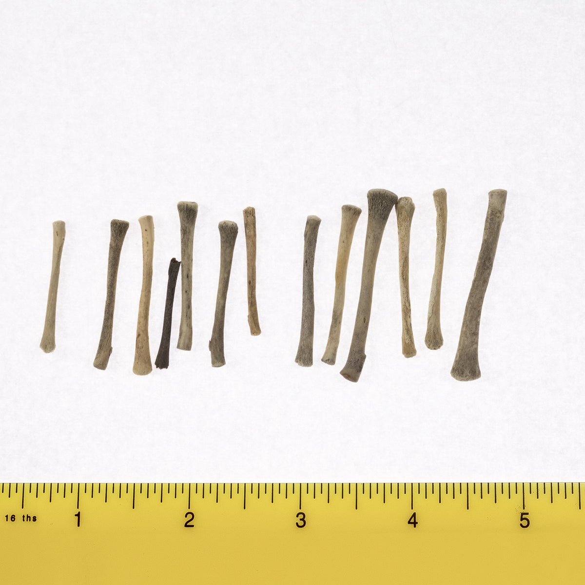 Real Human Fetal Radius For Sale — Skulls Unlimited International, Inc.