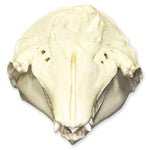 Replica Beluga Whale Skull — Skulls Unlimited International, Inc.