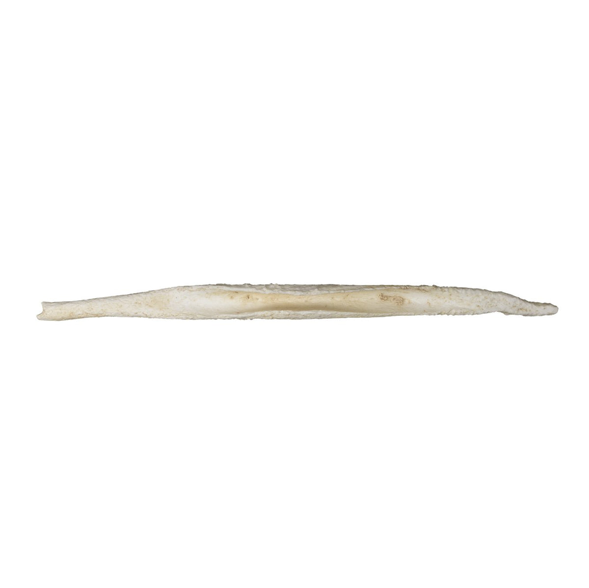 Replica African Hunting Dog Baculum — Skulls Unlimited International, Inc.