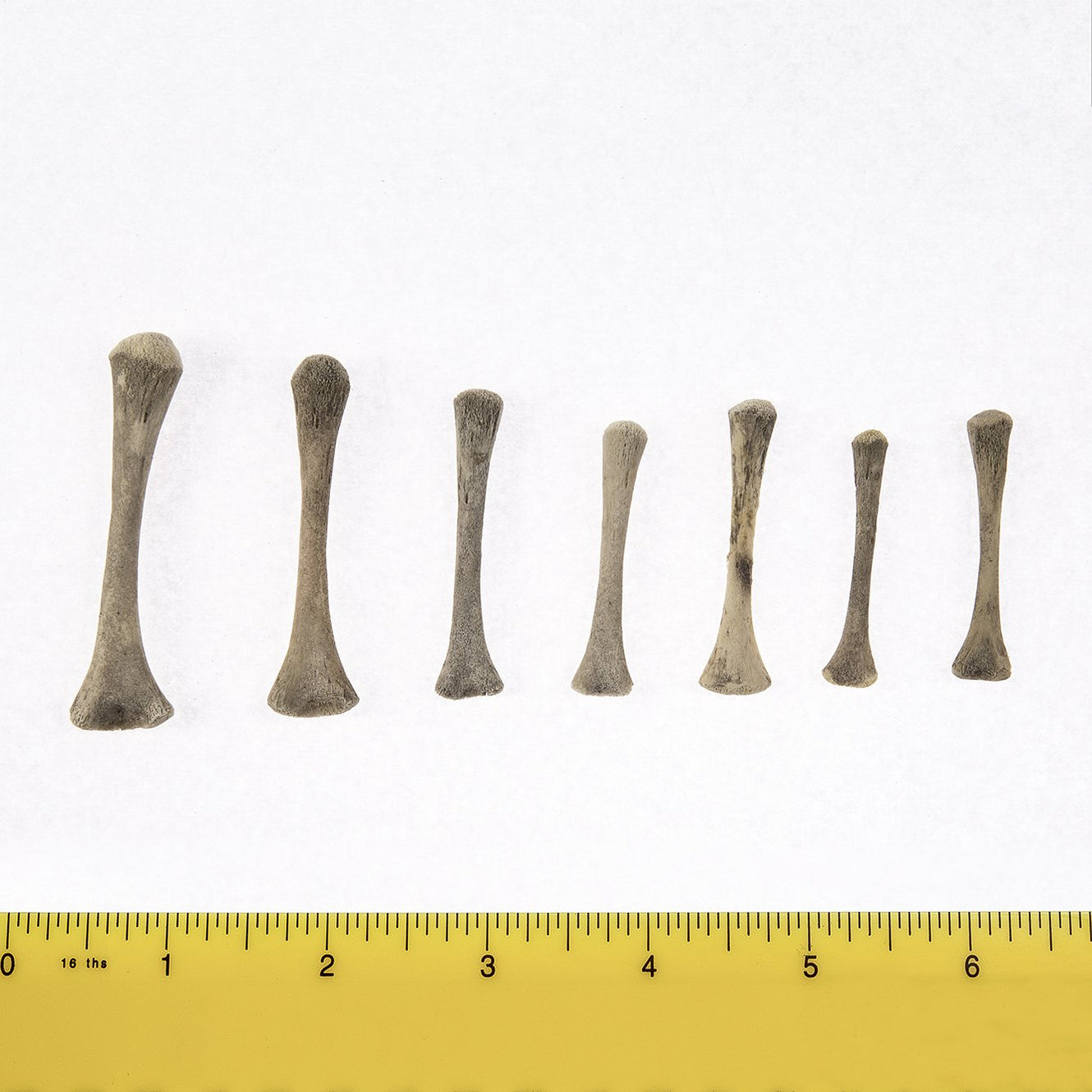 Real Research Quality Human Fetal Humerus - Single — Skulls Unlimited ...