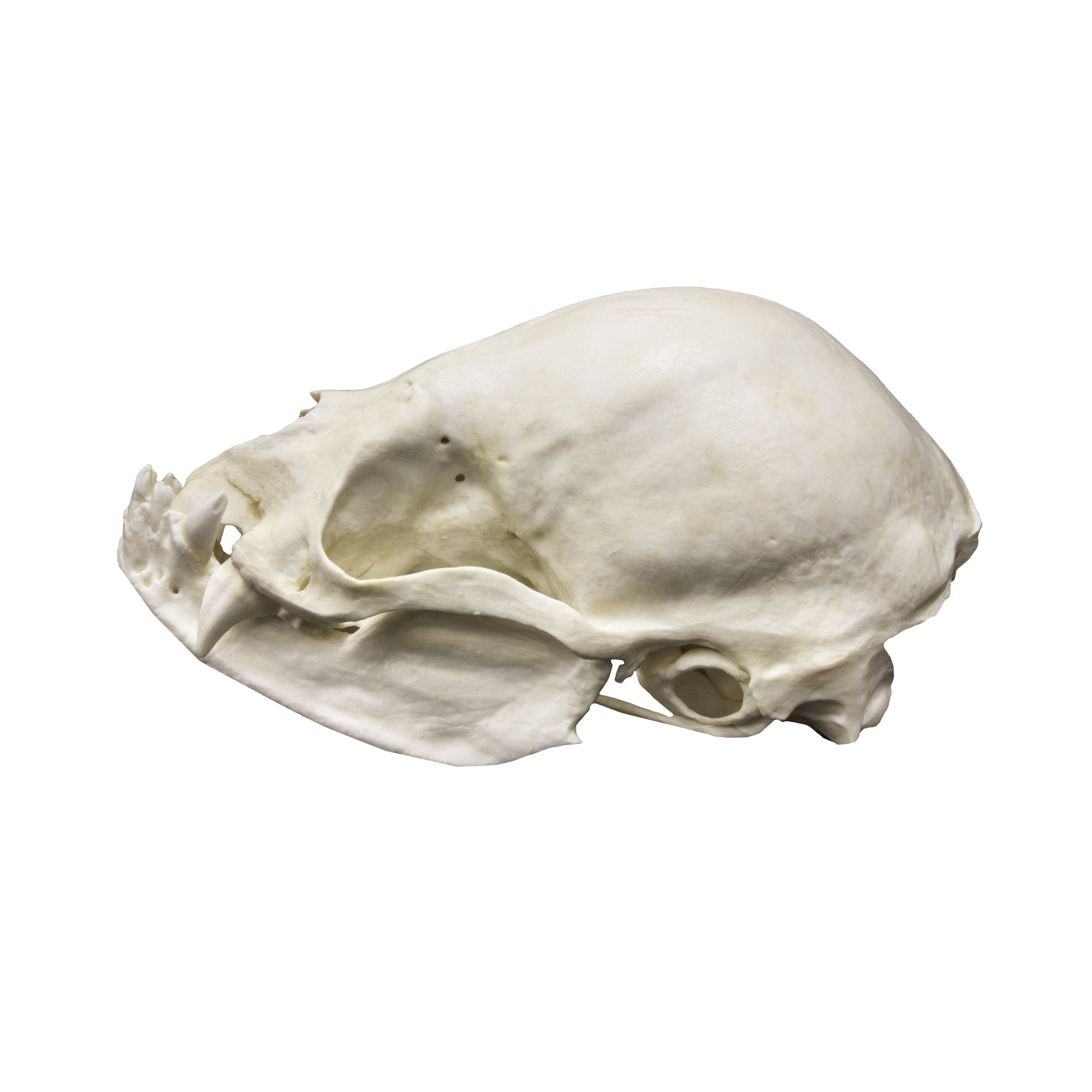 Replica Vampire Bat Skull (8:1 Scale) For Sale — Skulls Unlimited ...