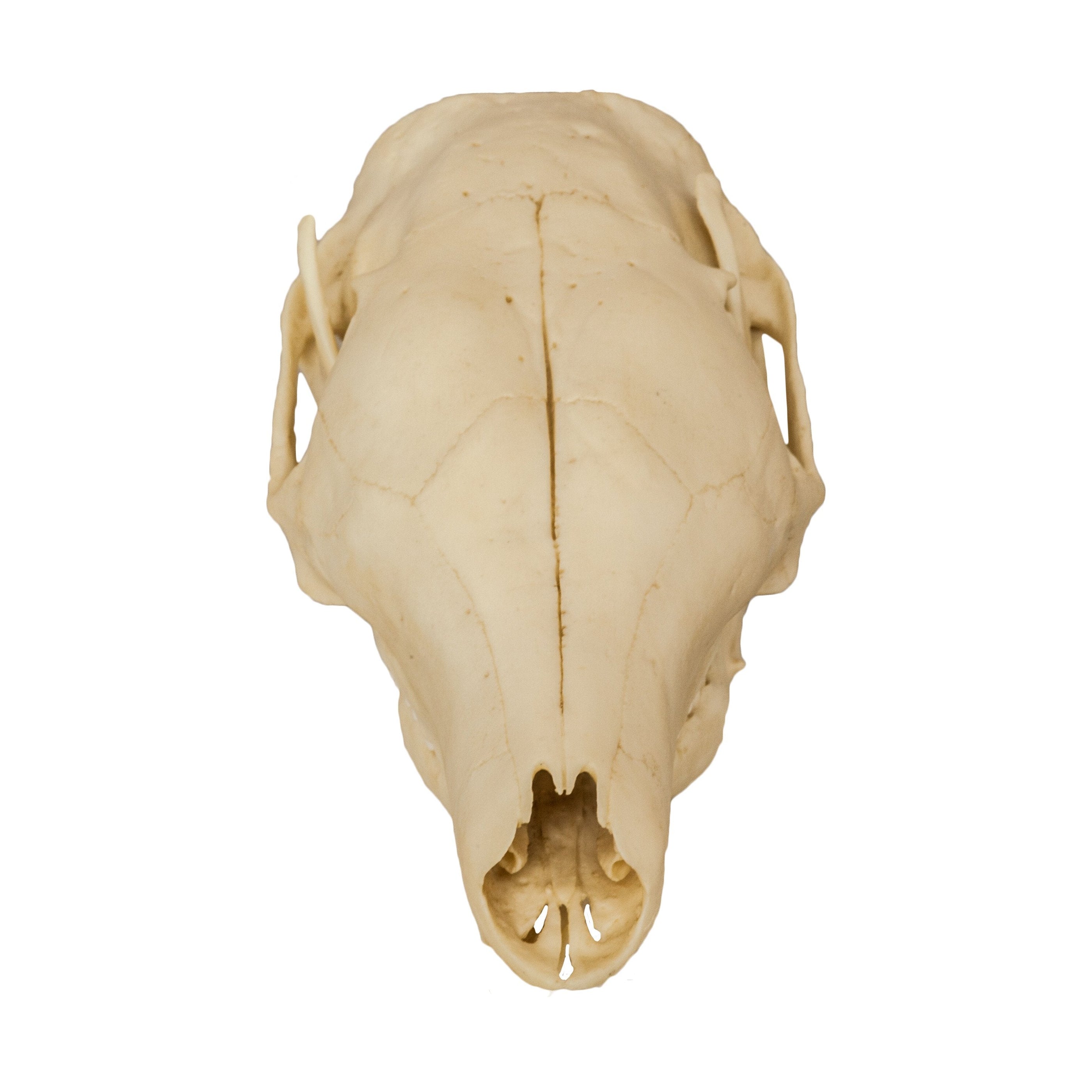 Replica Aardvark Skull — Skulls Unlimited International, Inc.
