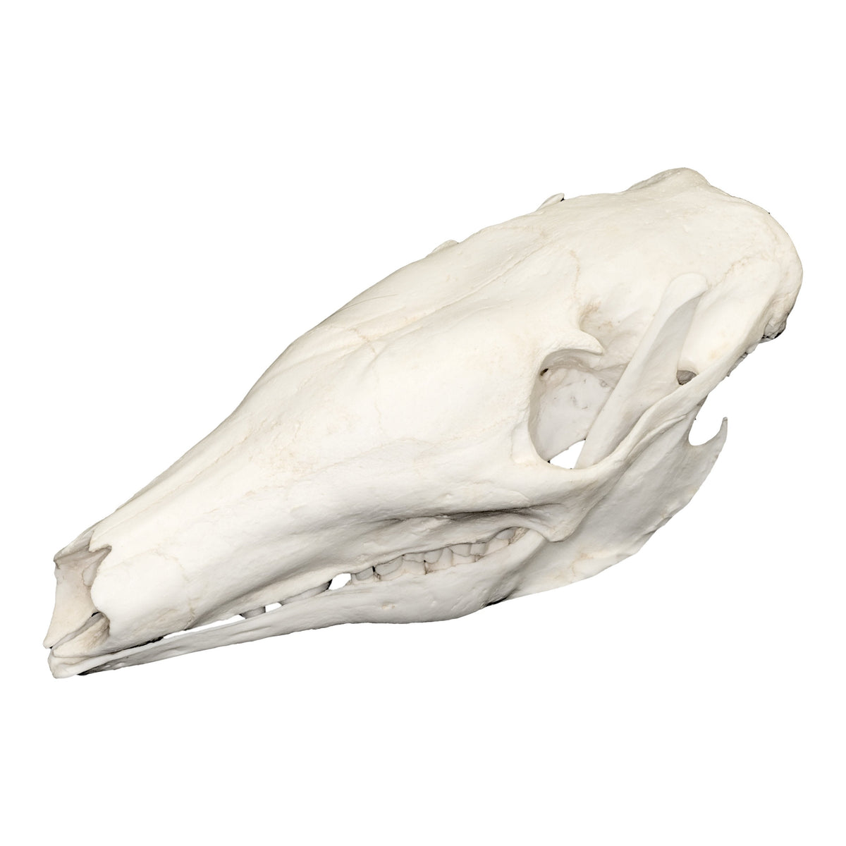Replica Aardvark Skull — Skulls Unlimited International, Inc.