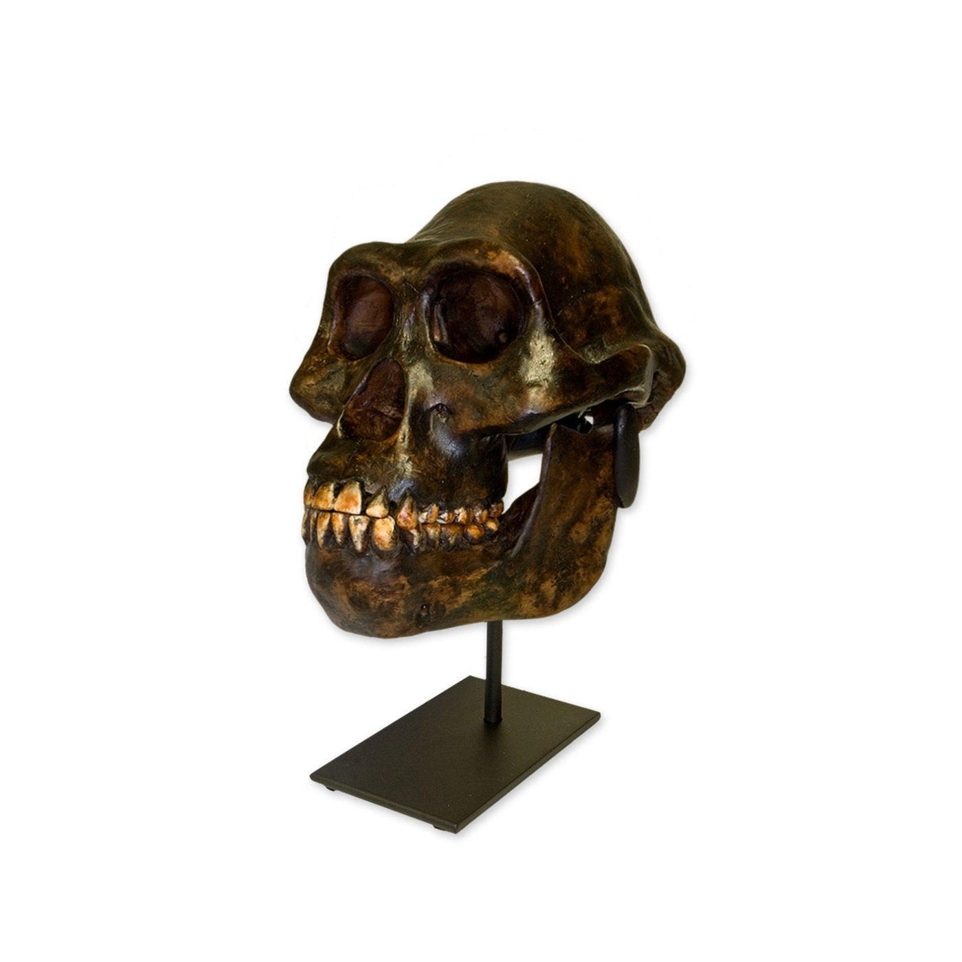 Replica Australopithecus afarensis Skull (Male) For Sale — Skulls ...
