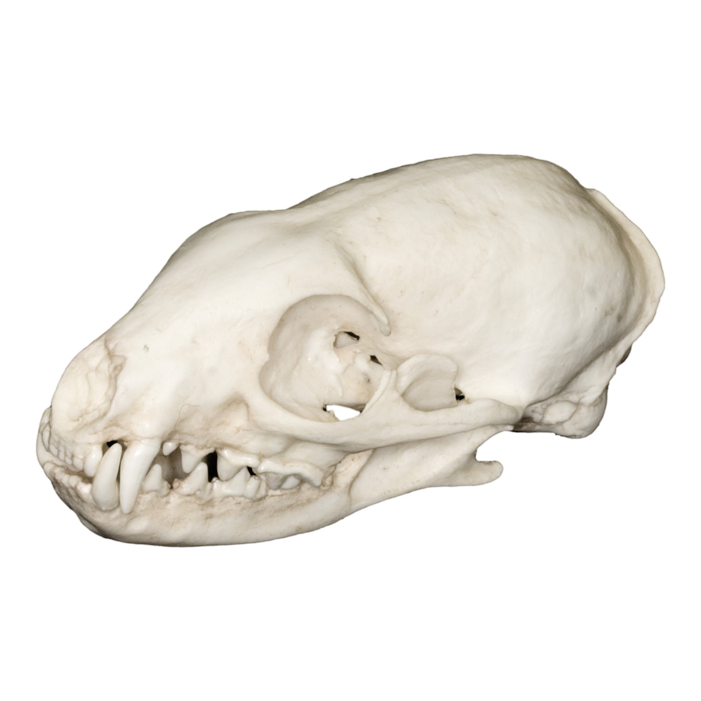 Replica African Gray Mongoose Skull — Skulls Unlimited International, Inc.