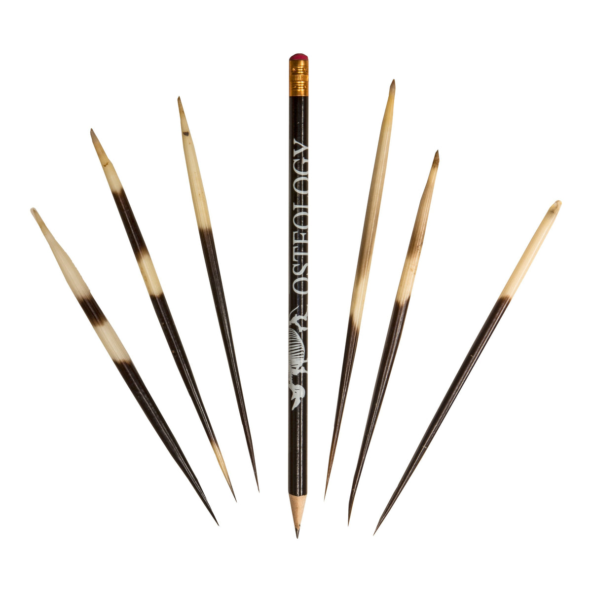 Real African Crested Porcupine Small Thick Quill (each) For Sale ...