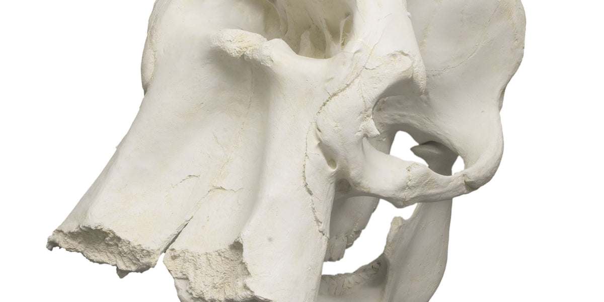 elephant skeleton head