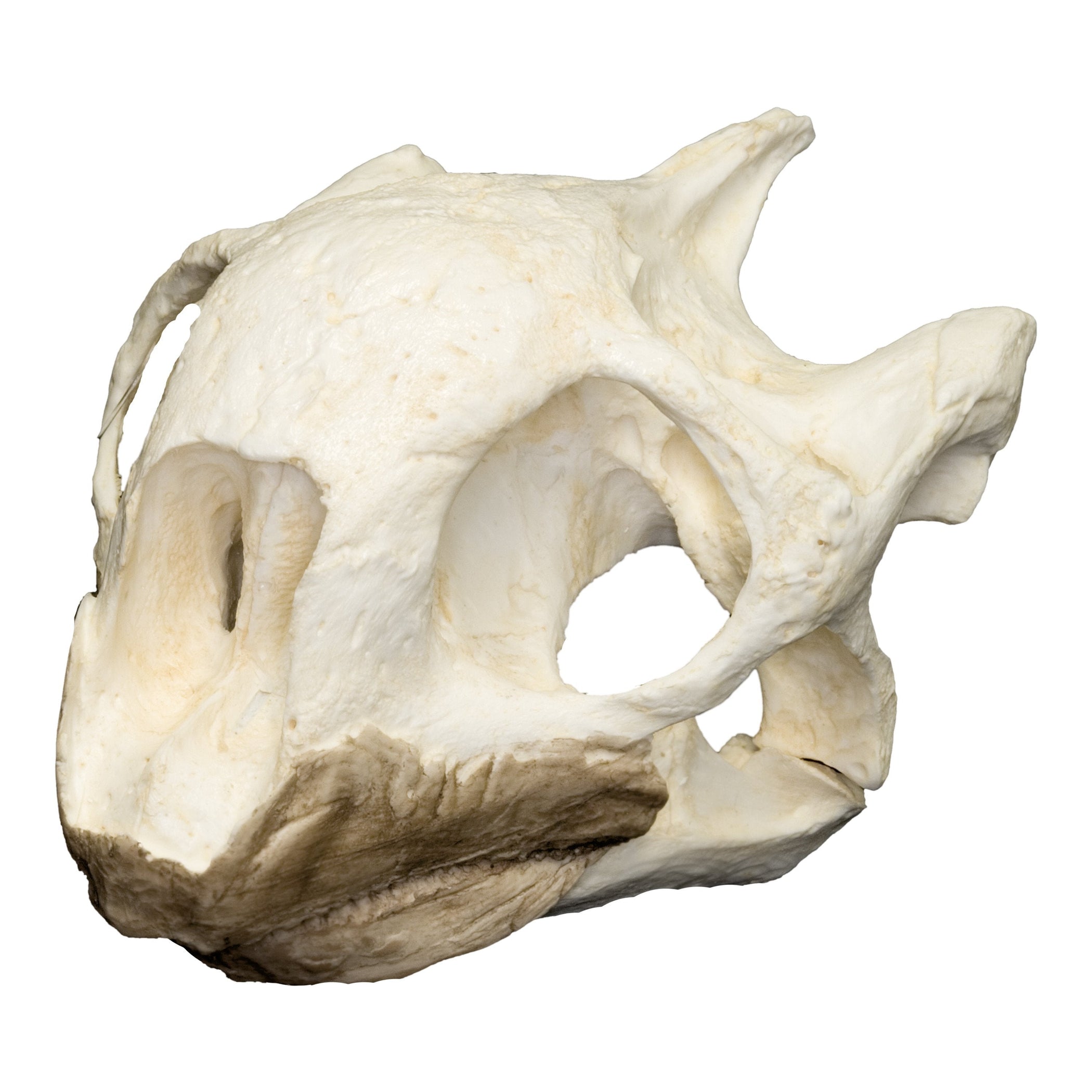 Replica Aldabra Tortoise Skull — Skulls Unlimited International, Inc.