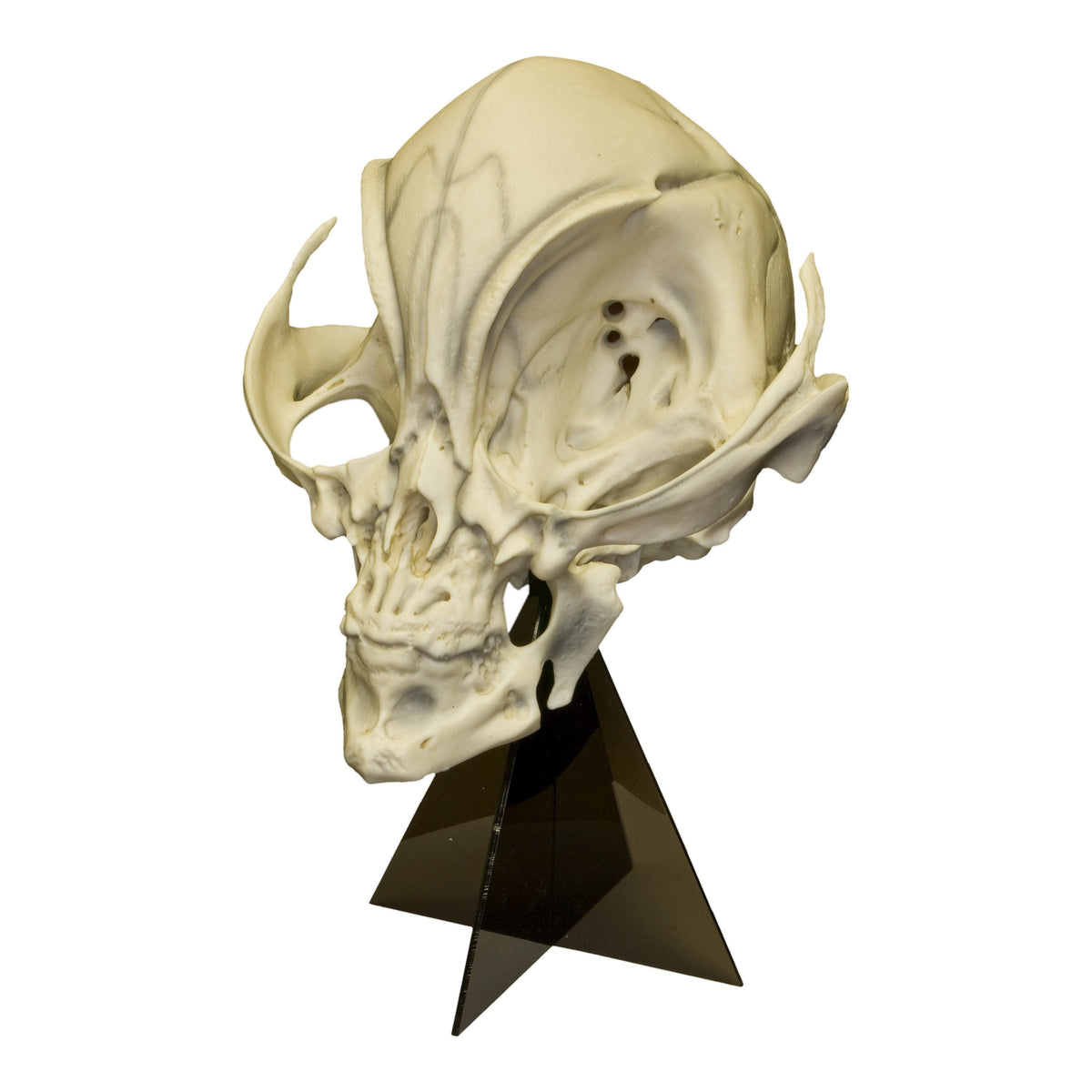 Replica Alien Skull with Stand — Skulls Unlimited International, Inc.