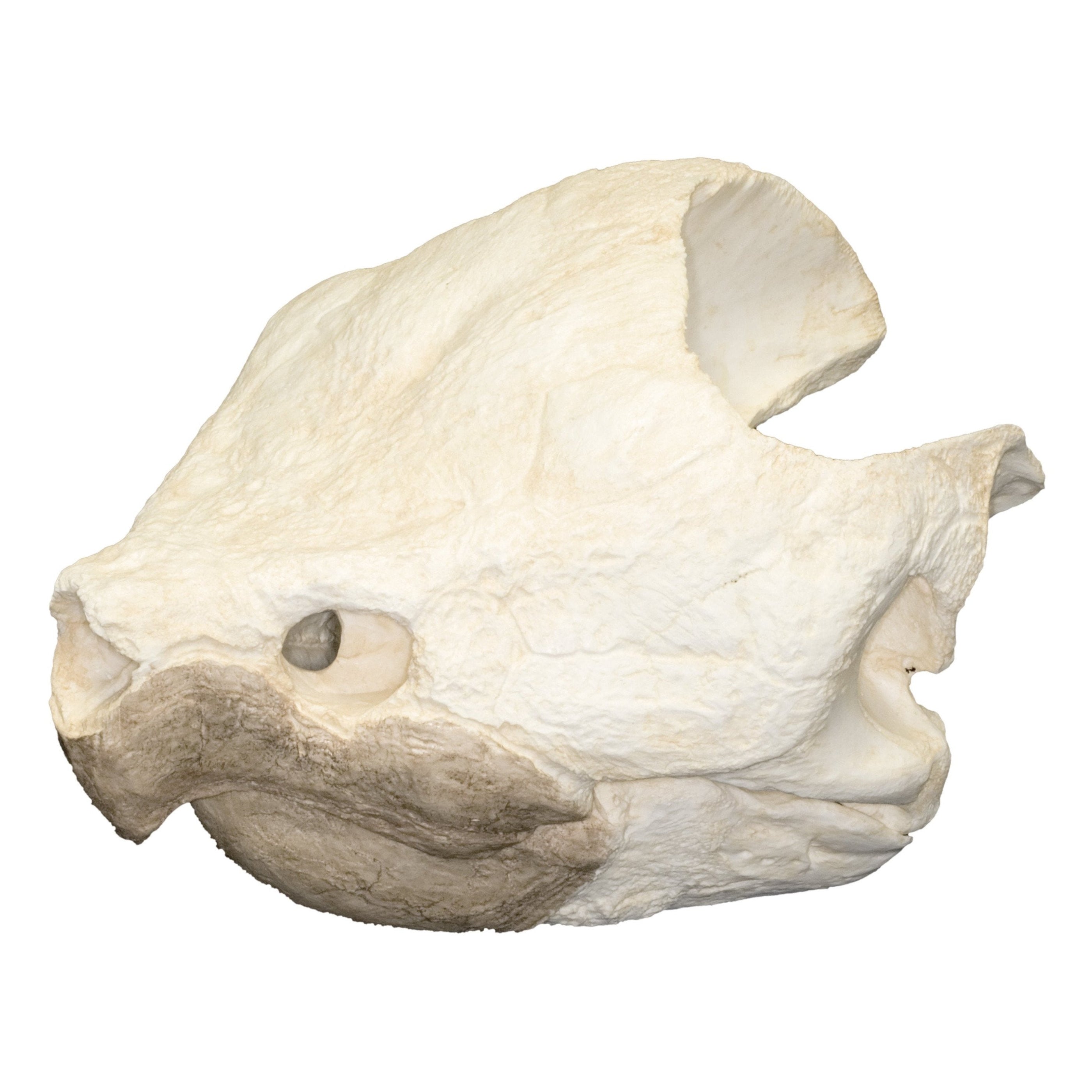 Replica Alligator Snapping Turtle Skull — Skulls Unlimited ...
