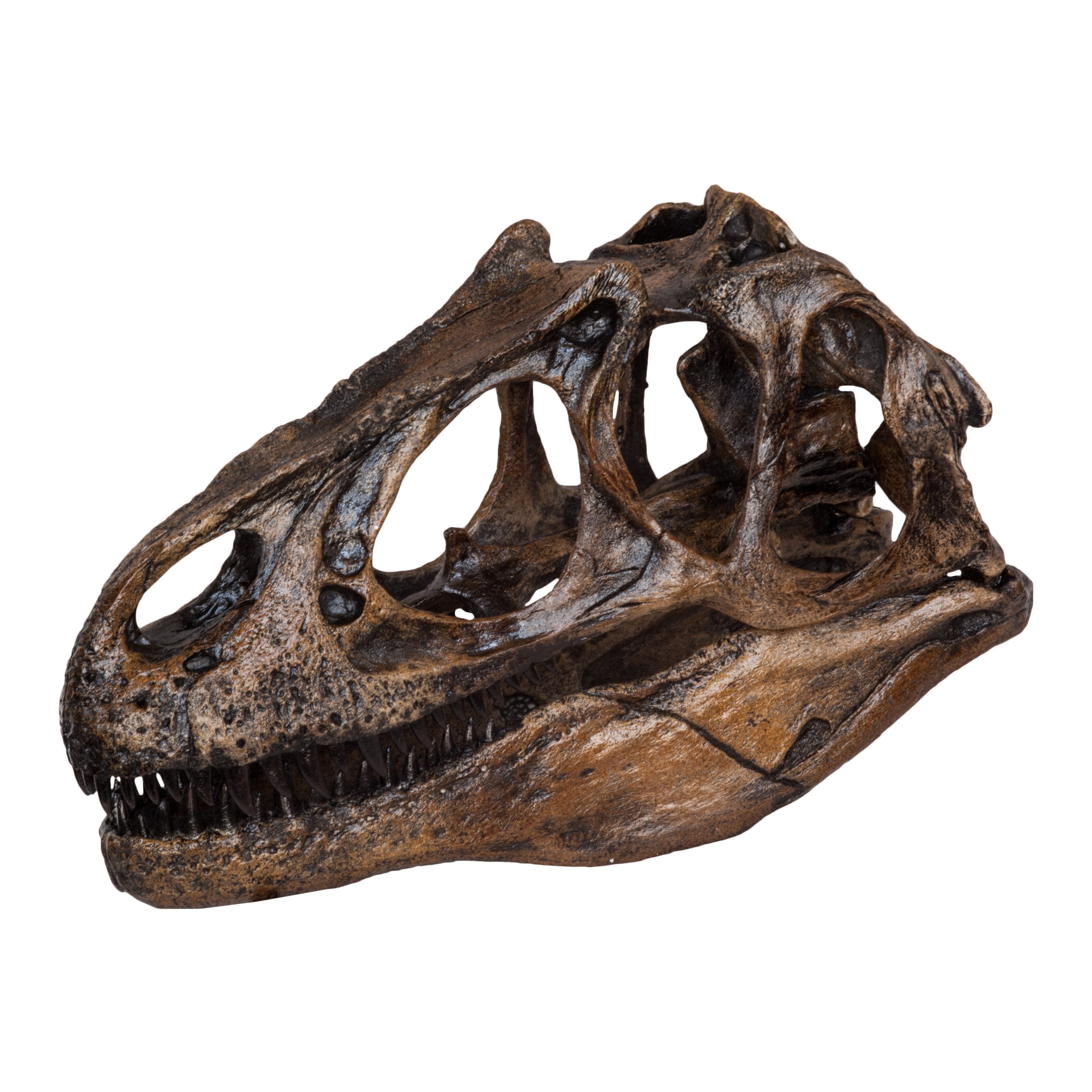 Allosaurus Fragilis Skull