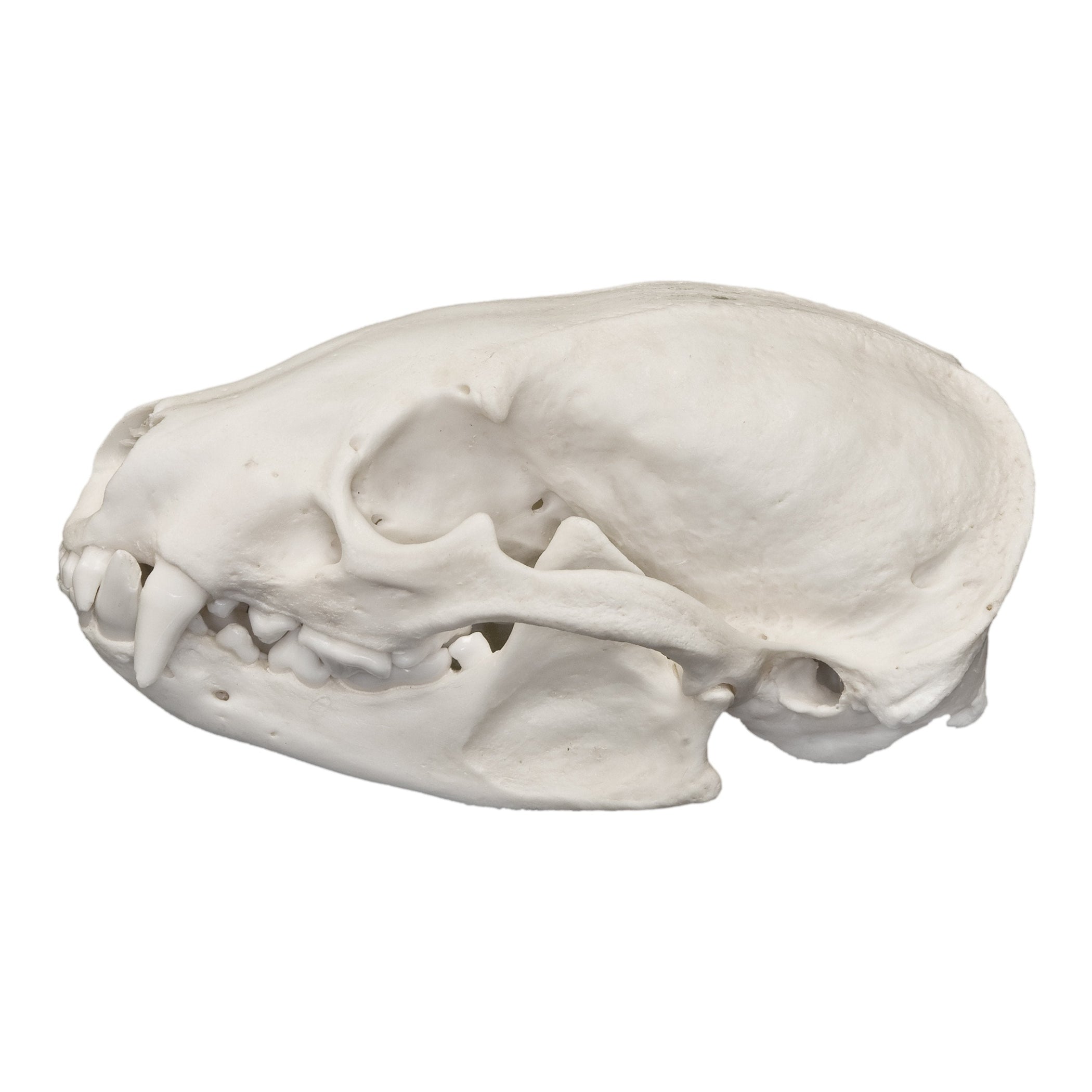Real American Badger Skull For Sale — Skulls Unlimited International, Inc.