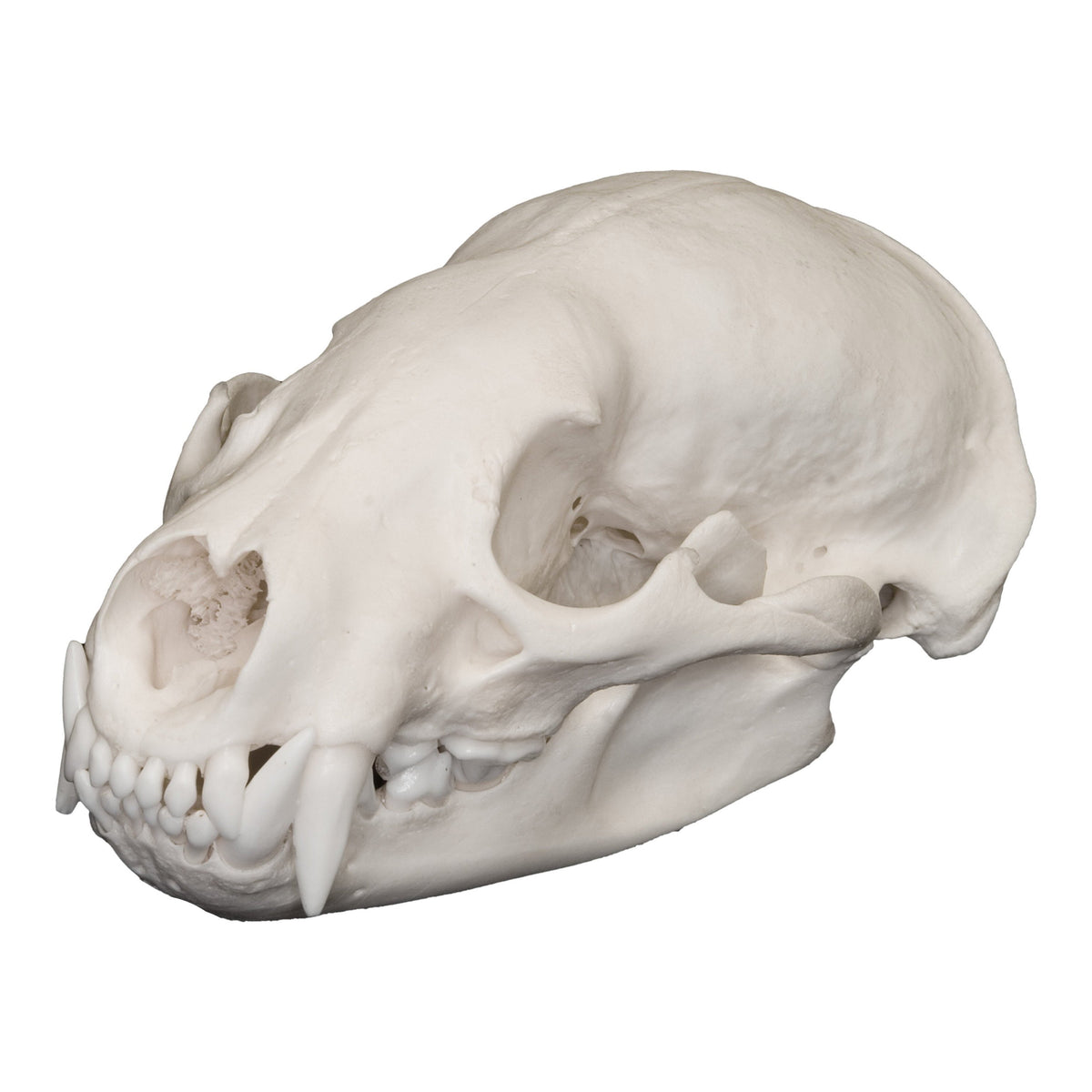 Real American Badger Skull For Sale — Skulls Unlimited International, Inc.