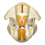 Real American Beaver Skull — Skulls Unlimited International, Inc.