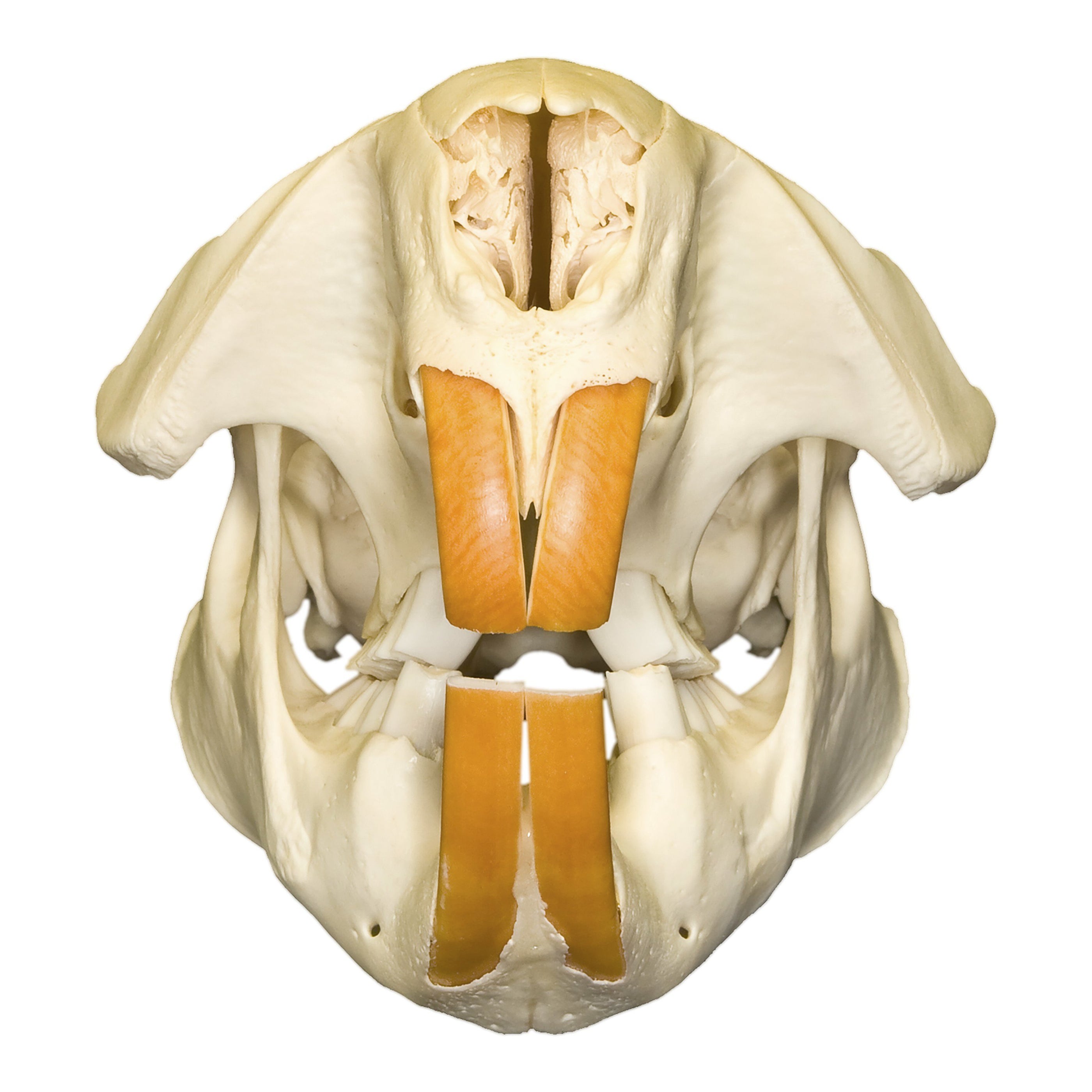 Real American Beaver Skull — Skulls Unlimited International, Inc.