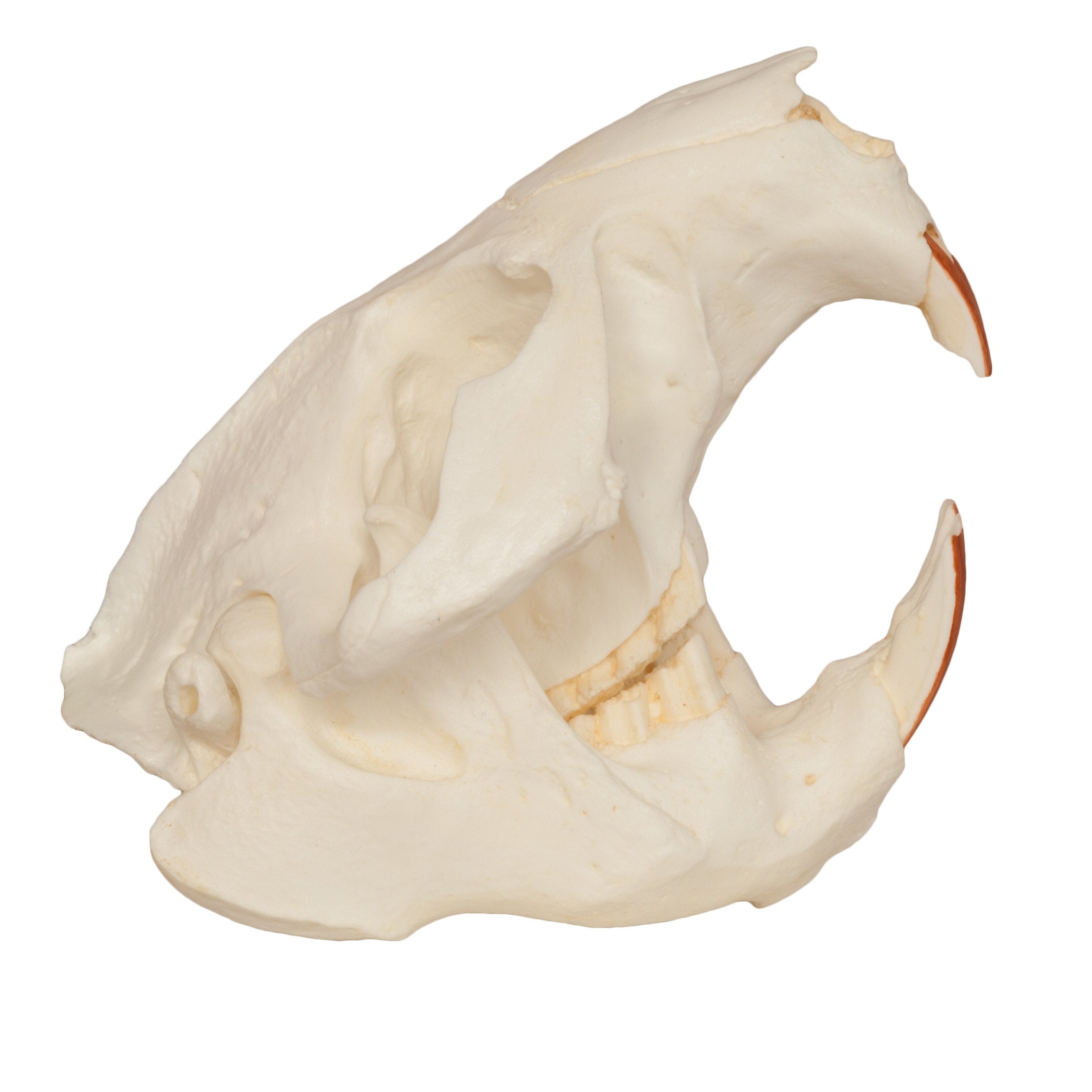 Replica American Beaver Skull For Sale — Skulls Unlimited International ...
