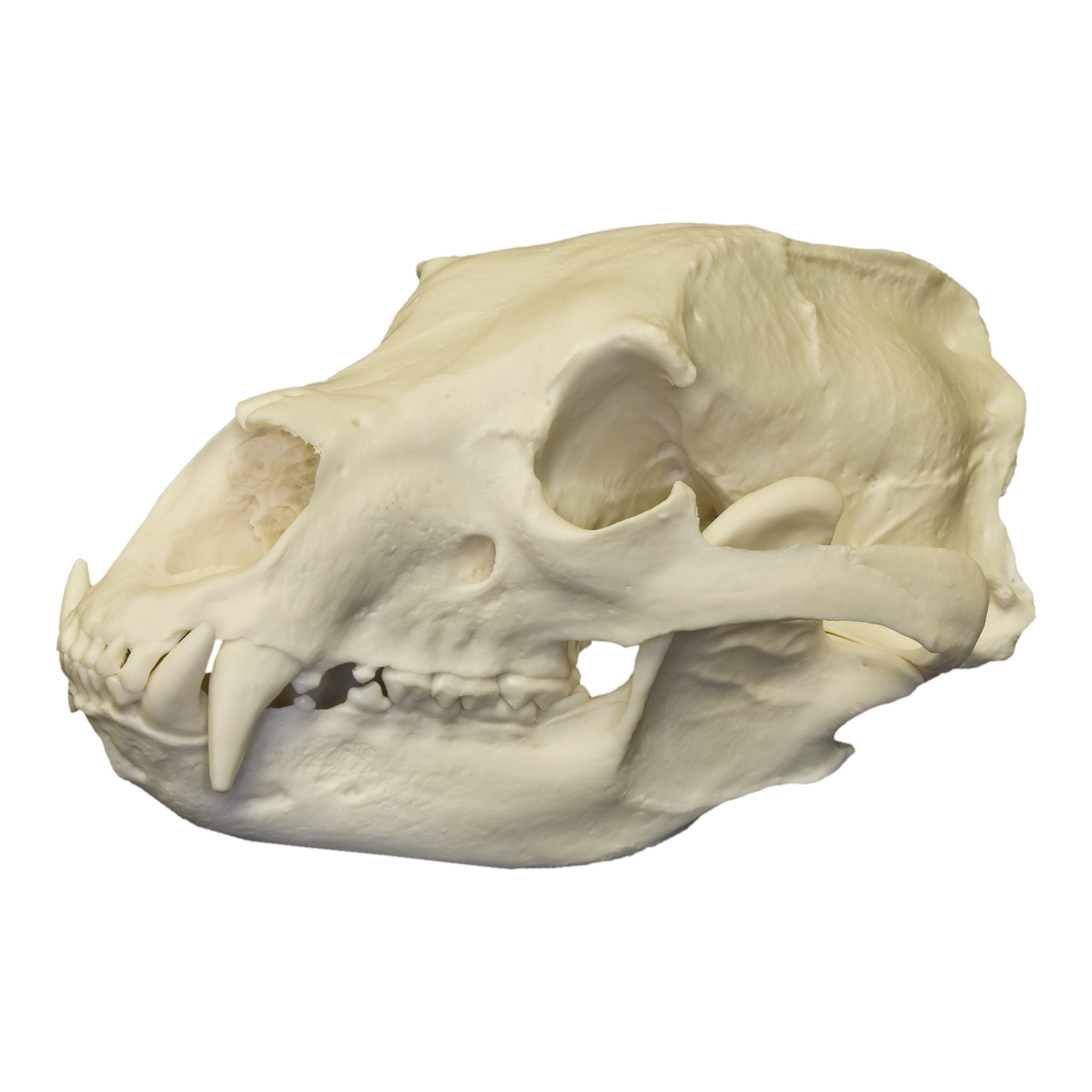 Ursus Americanus Skull
