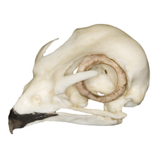 Replica American Kestrel Skull — Skulls Unlimited International, Inc.