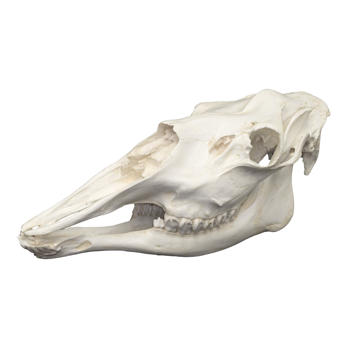 Replica American Moose Skull (Female) — Skulls Unlimited International ...