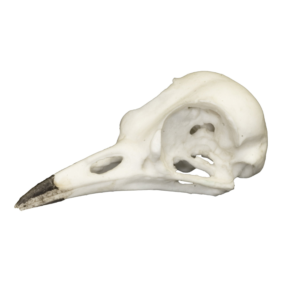 Replica American Robin Skull — Skulls Unlimited International, Inc.