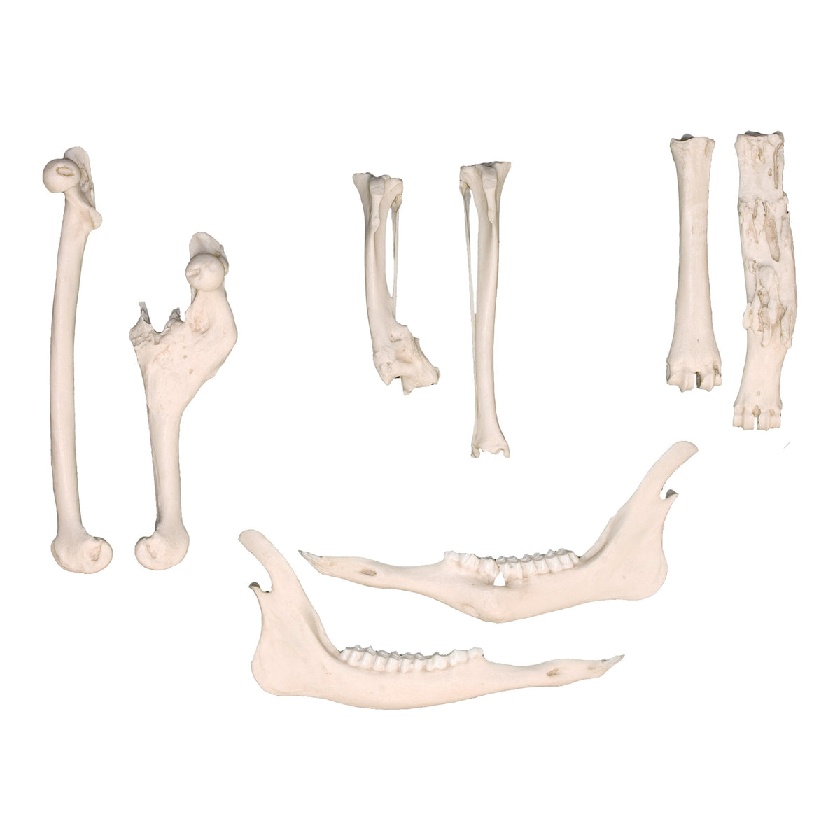 Replica Animal Pathology Bone Set For Sale — Skulls Unlimited ...