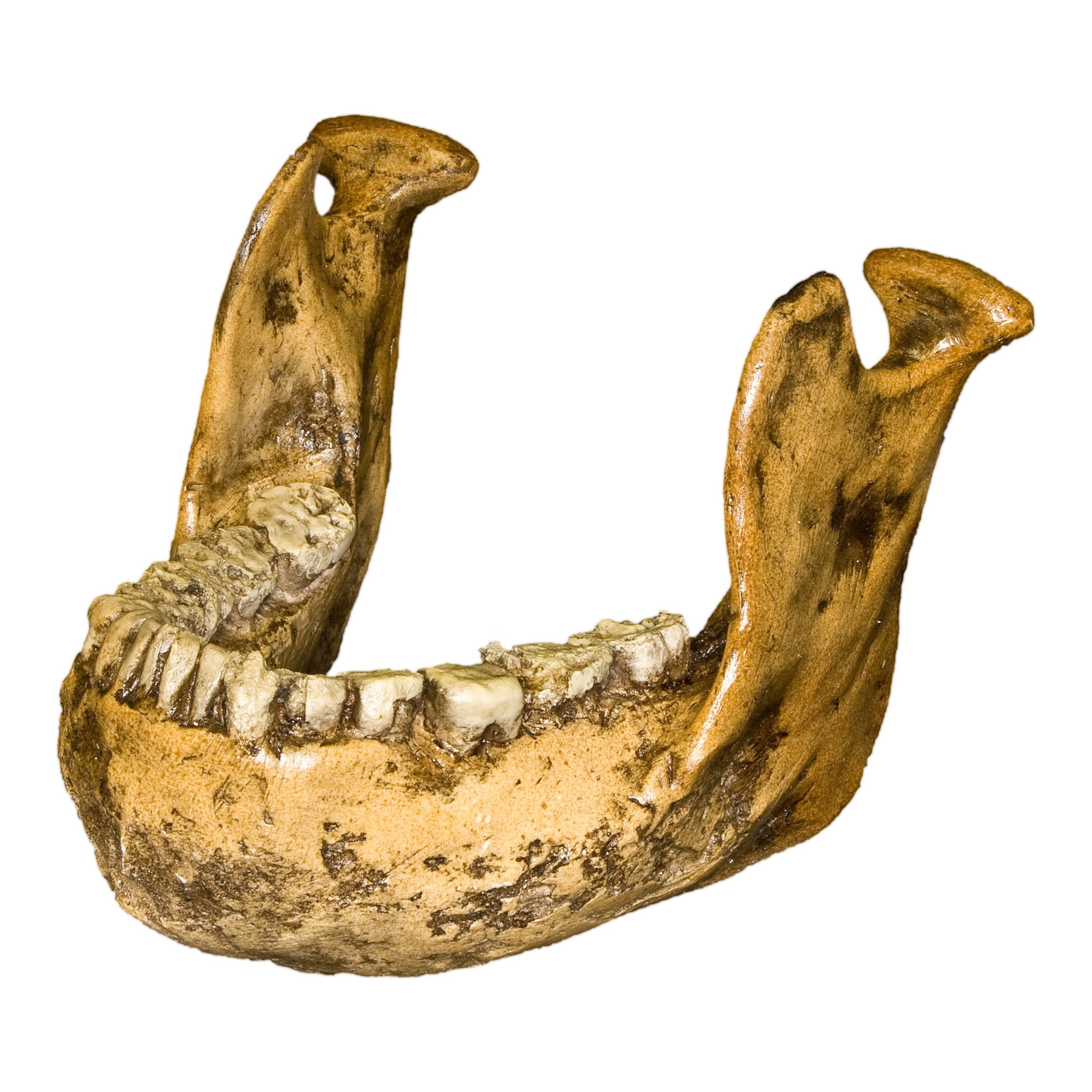 Replica Australopithecus Jaw — Skulls Unlimited International, Inc.
