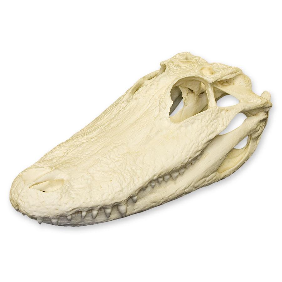 Replica American Alligator Skull (11.5