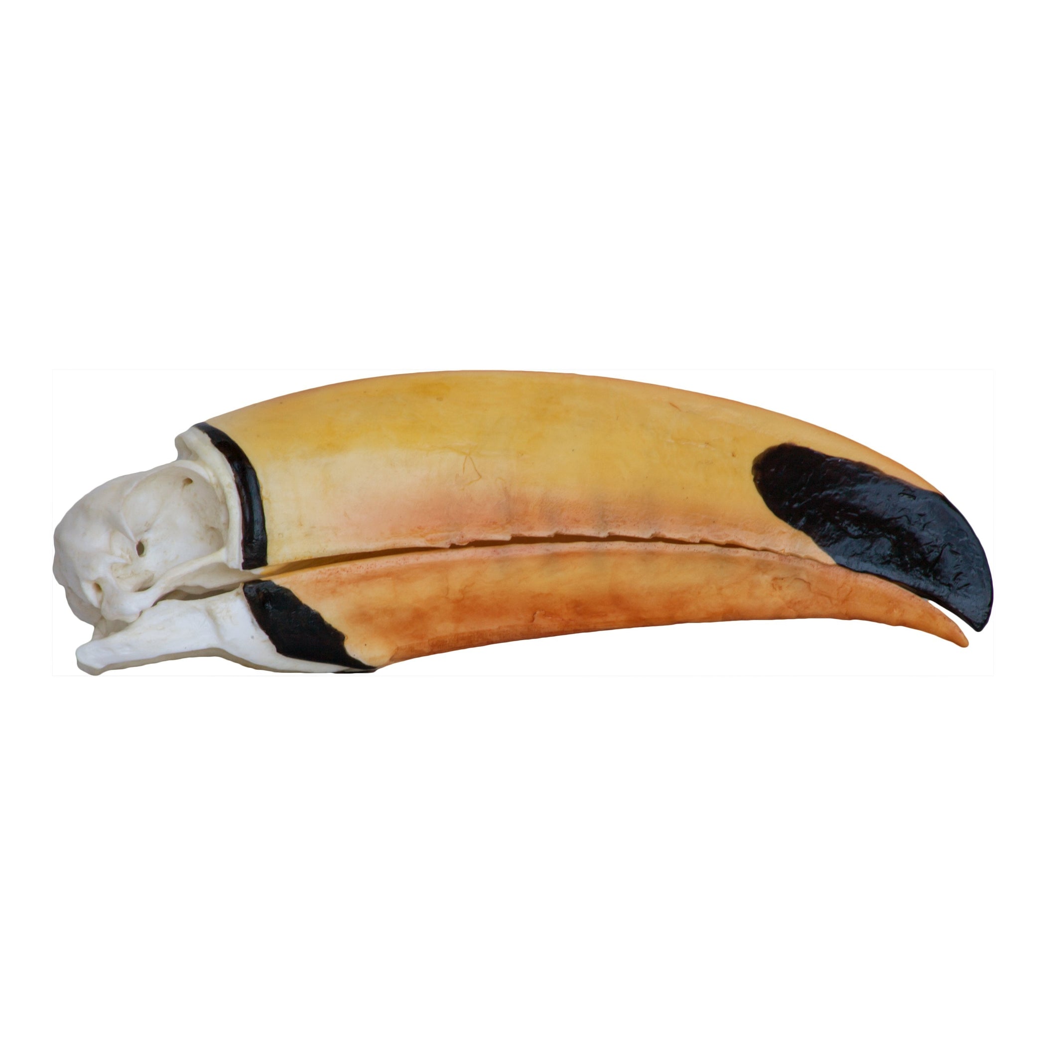 Replica Toco Toucan Skull — Skulls Unlimited International, Inc.