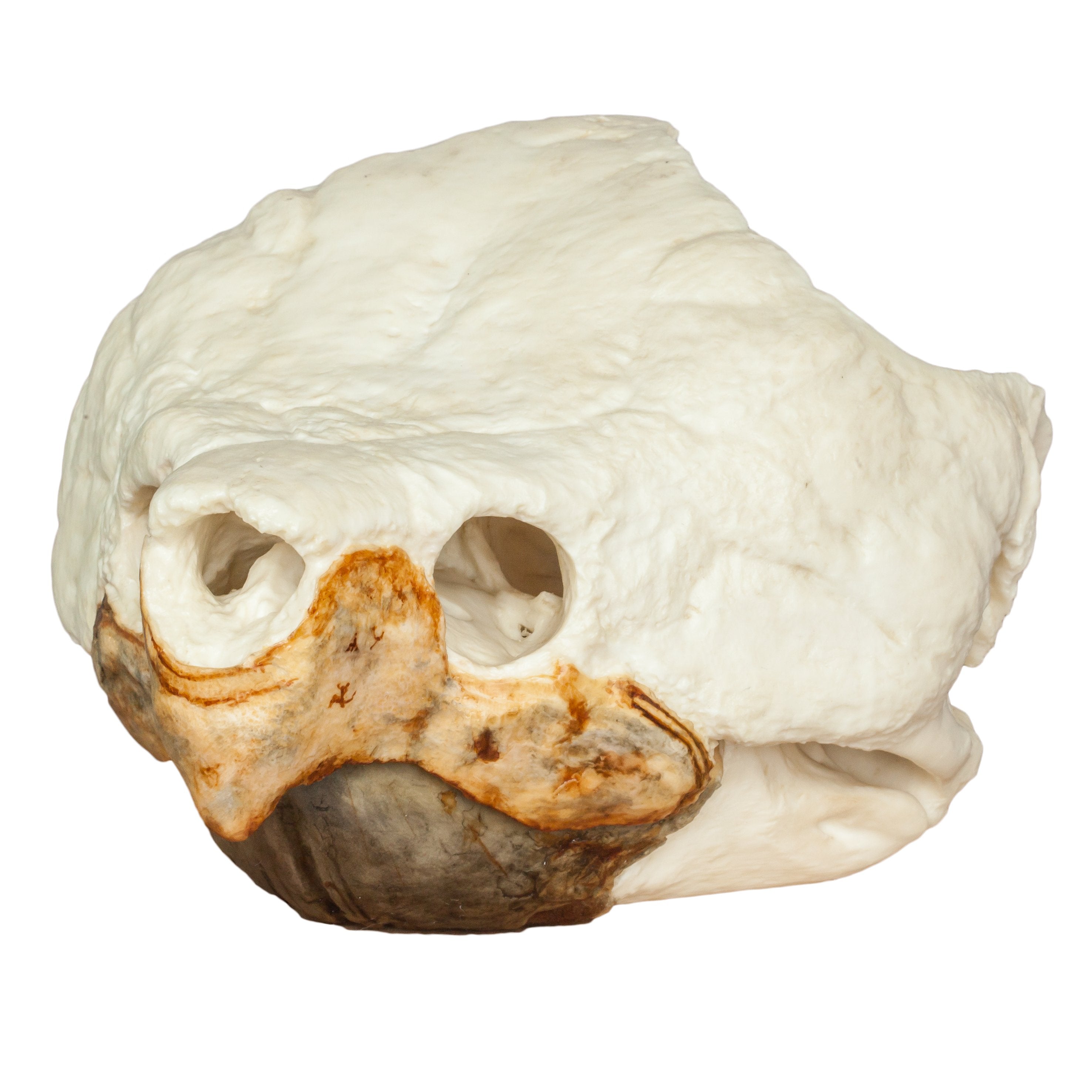 Snapping Turtle Skeleton